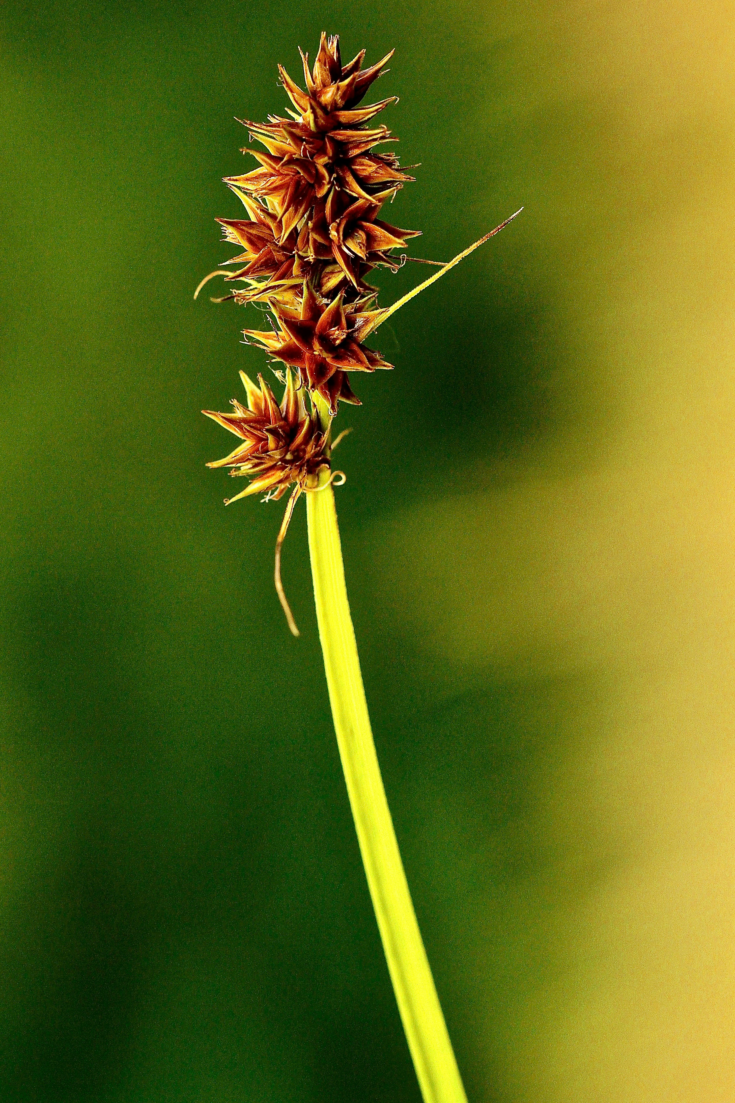 Close-up of a unique plant with spiky seed heads against a softly blurred green background.