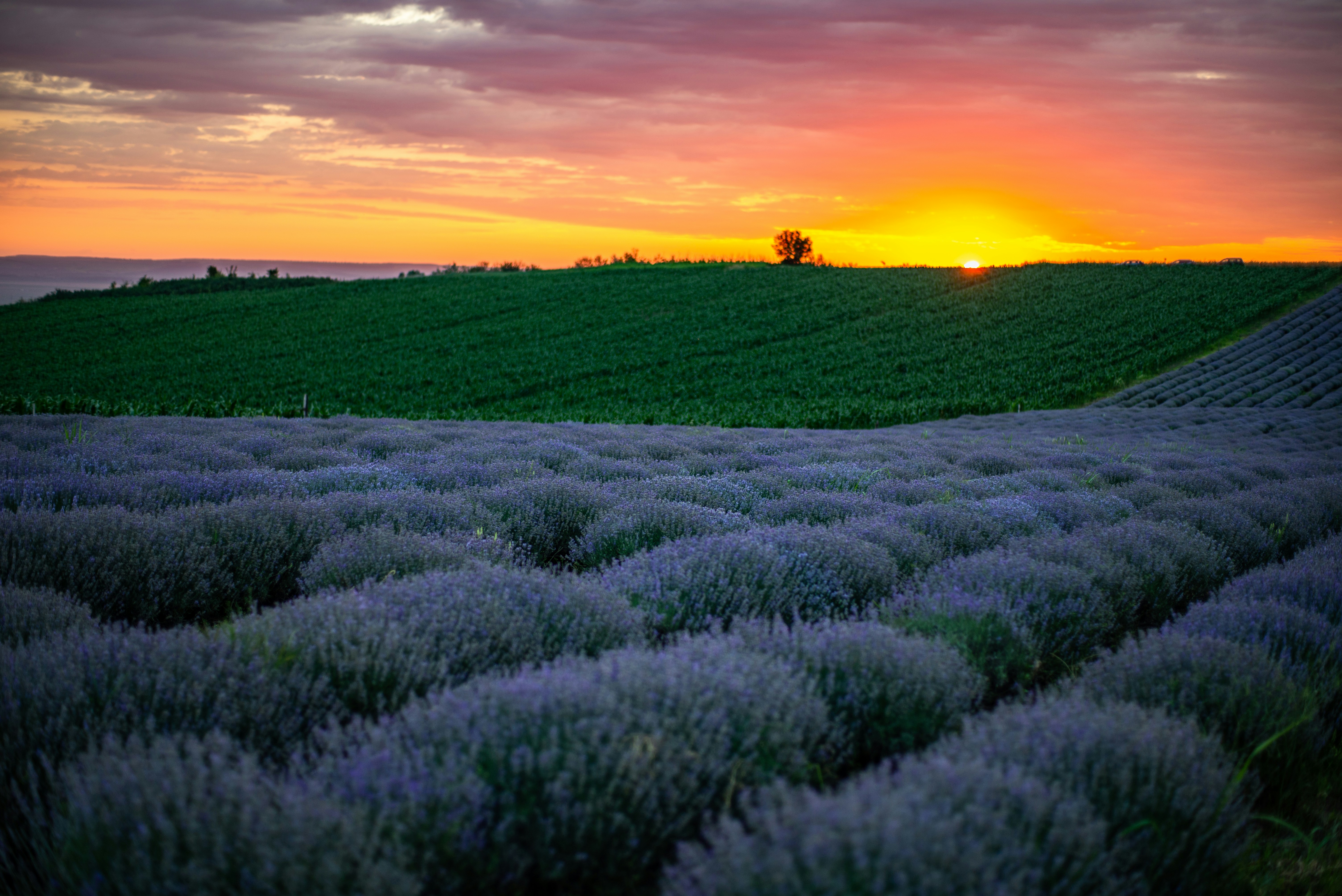 Lavender Fields at Sunset Symphony