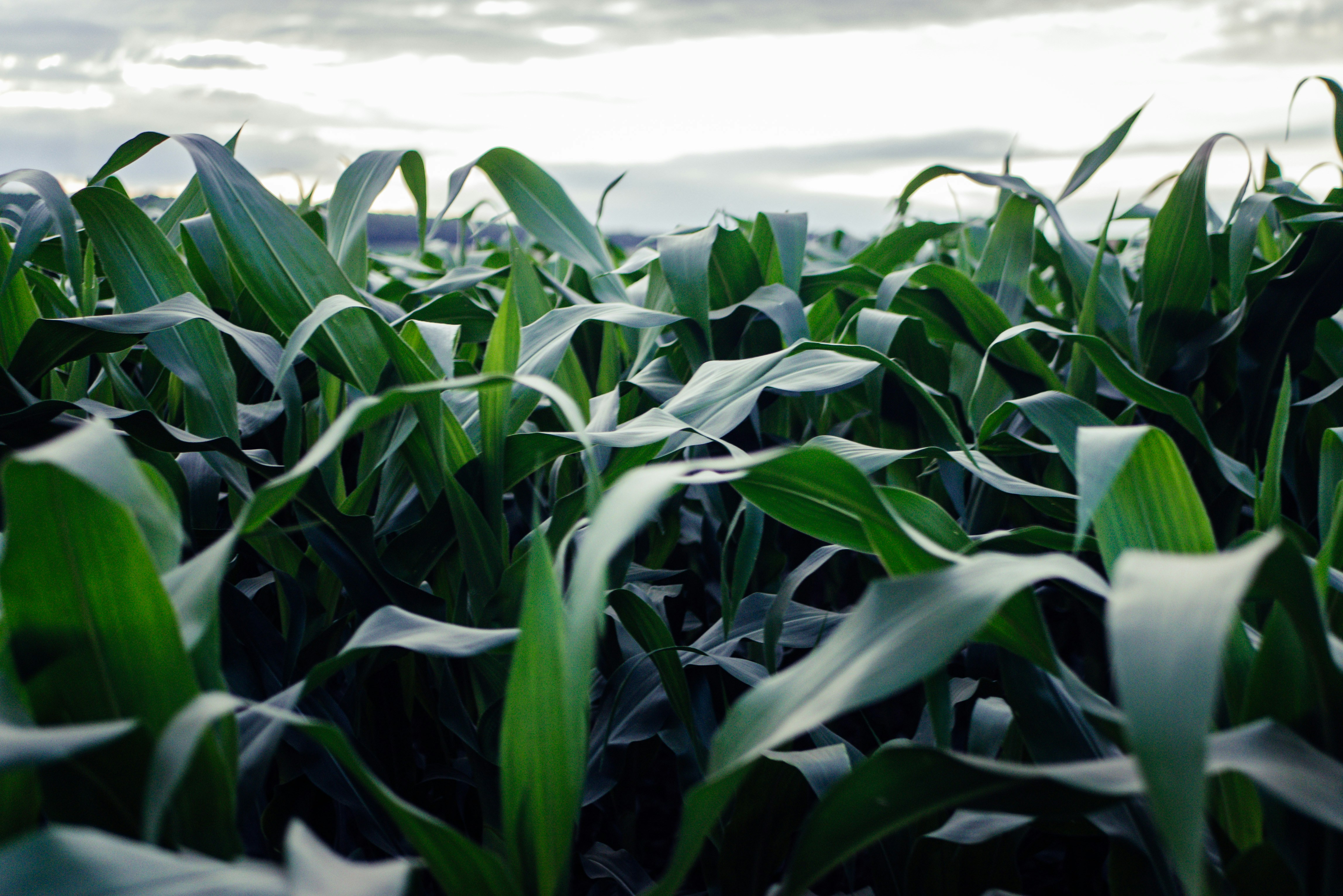 Green corn field during daytime photo – Free Green Image on Unsplash