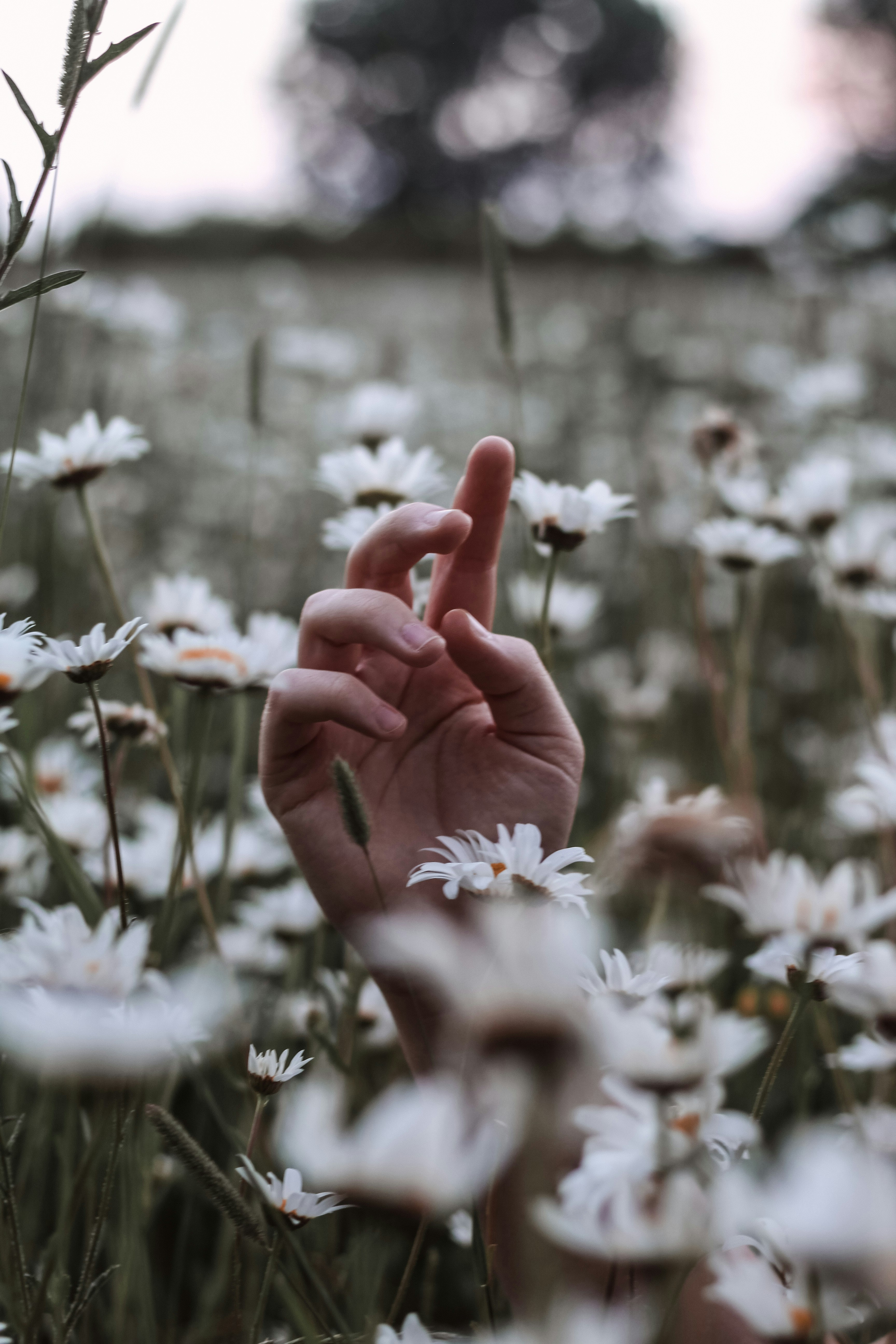 Veiled in Petals: A Gentle Hand Among Daisies in Diffused Light