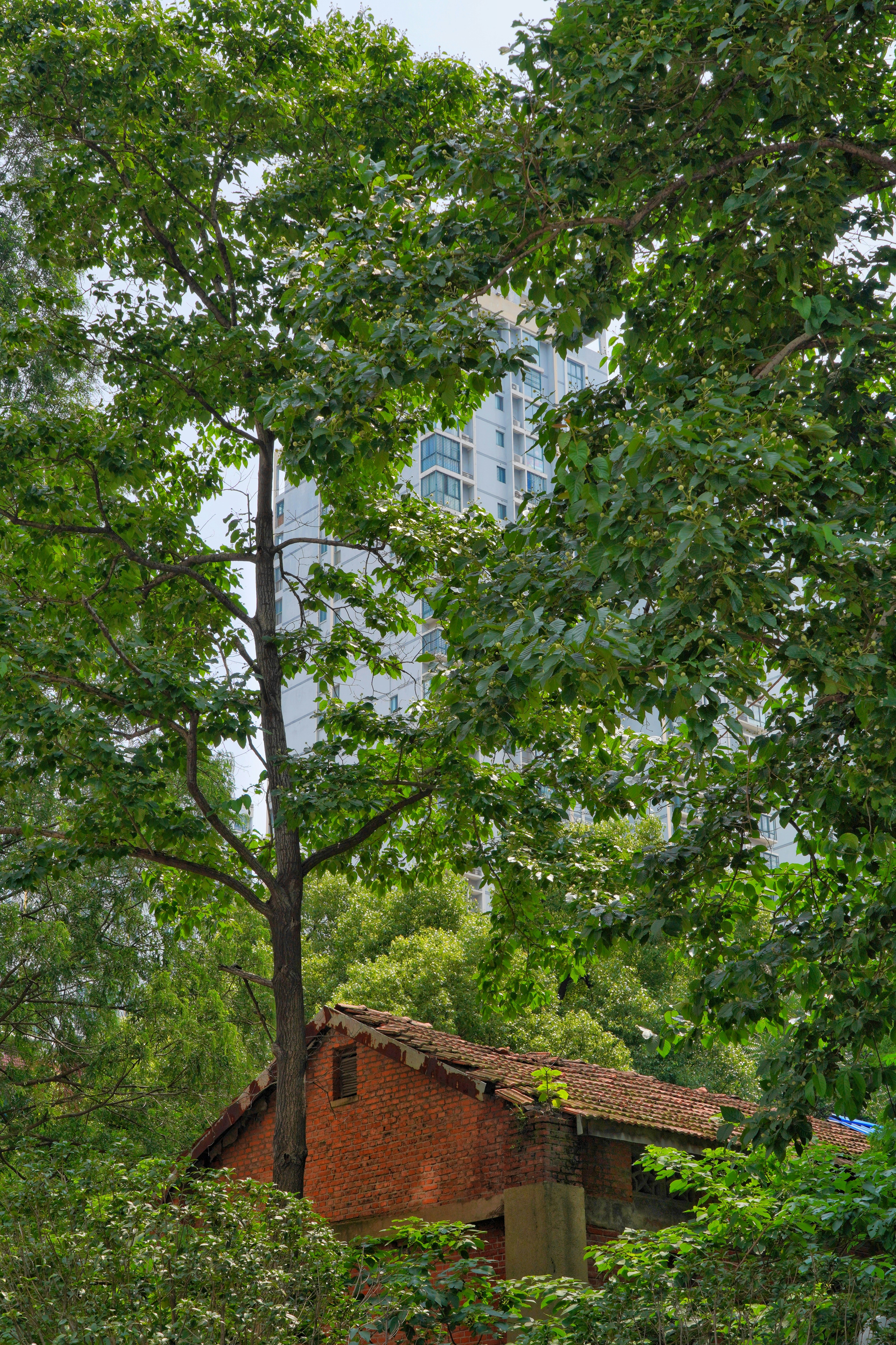 An old red brick house partially obscured by lush greenery, juxtaposed against a modern high-rise building in the background.