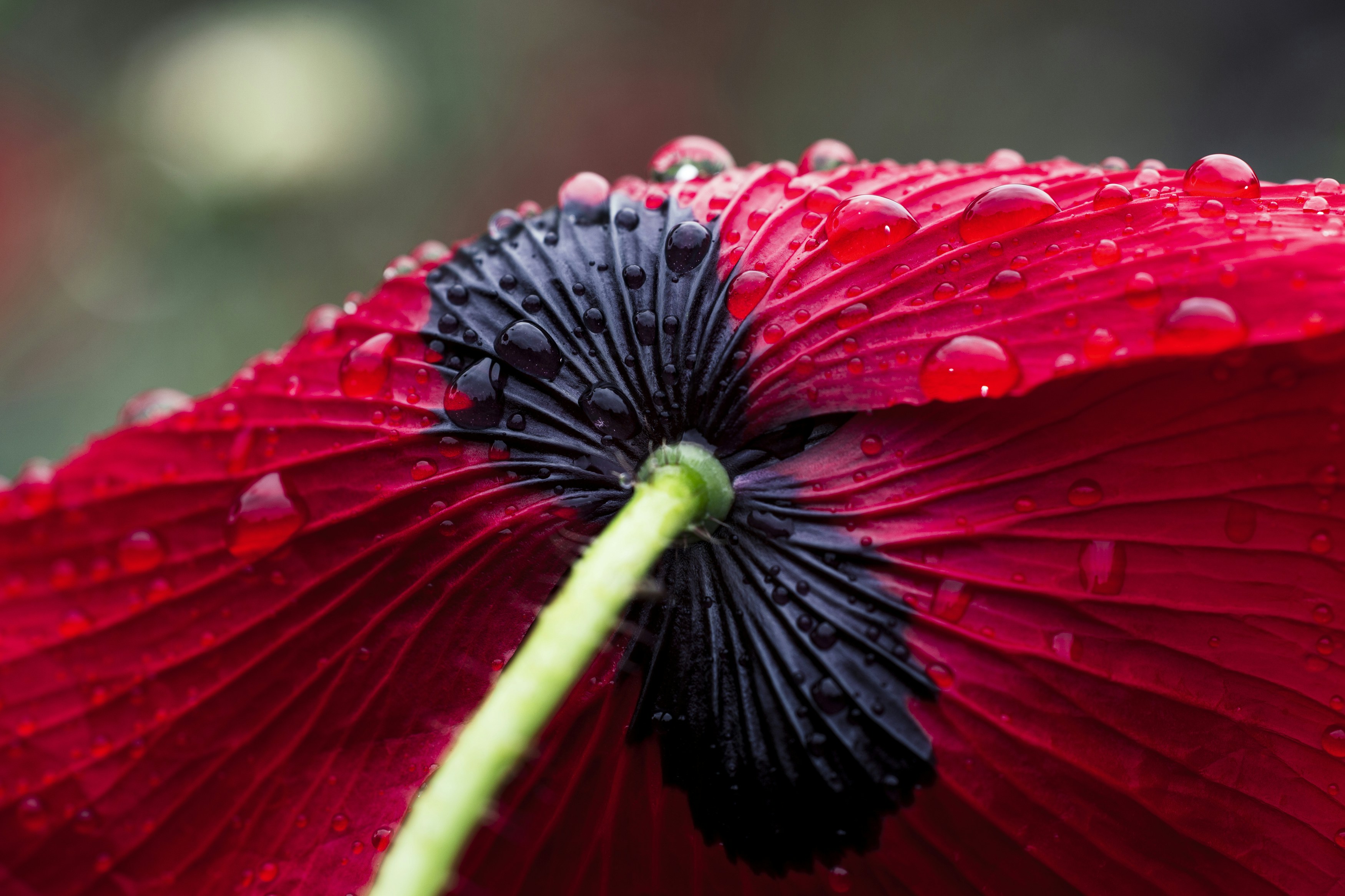 Close-up of a red poppy petal adorned with droplets of water, showcasing its intricate texture and vibrant color.