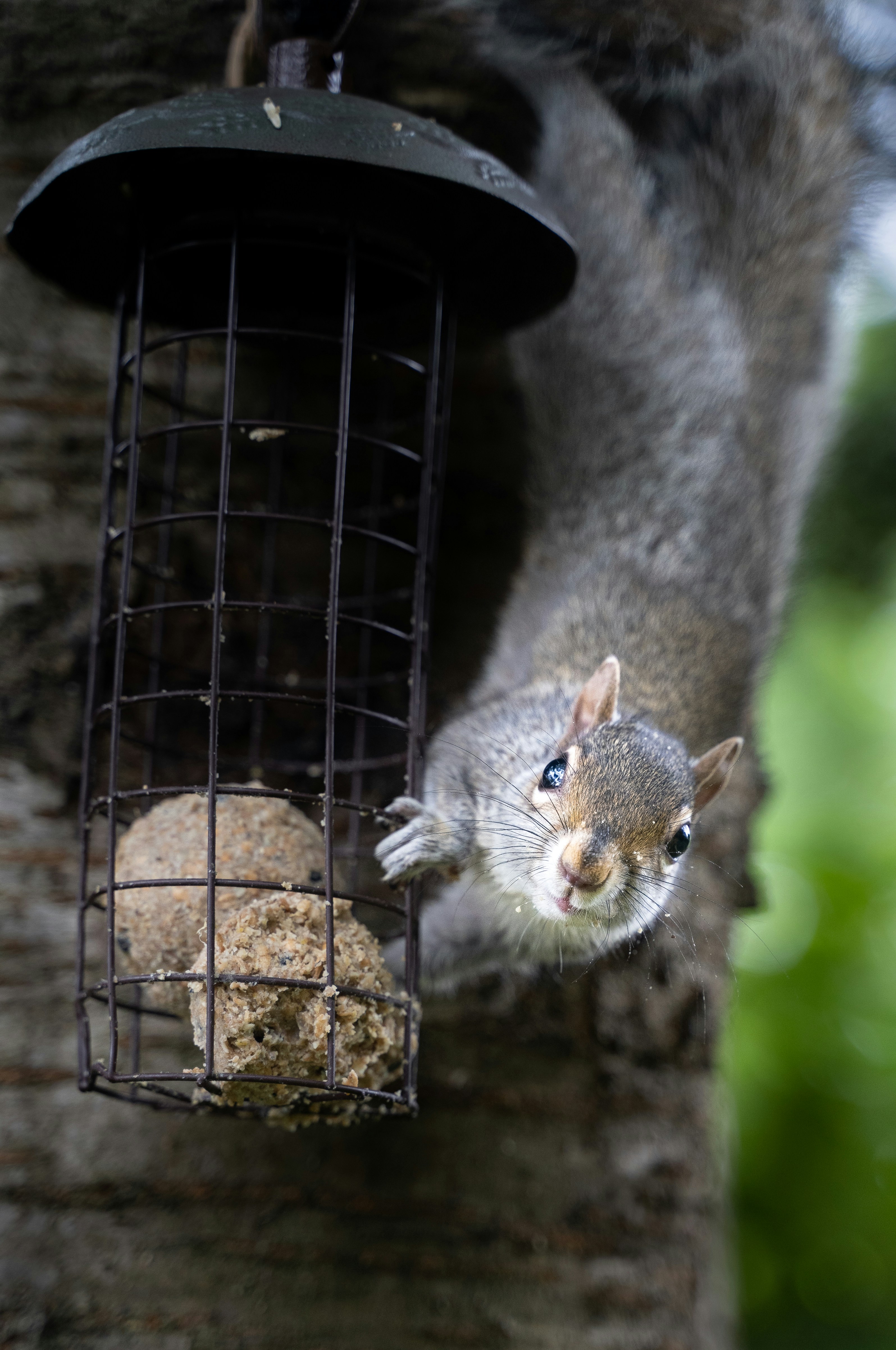A cheeky baby squirrel hanging from a tree whilst stealing bird food
