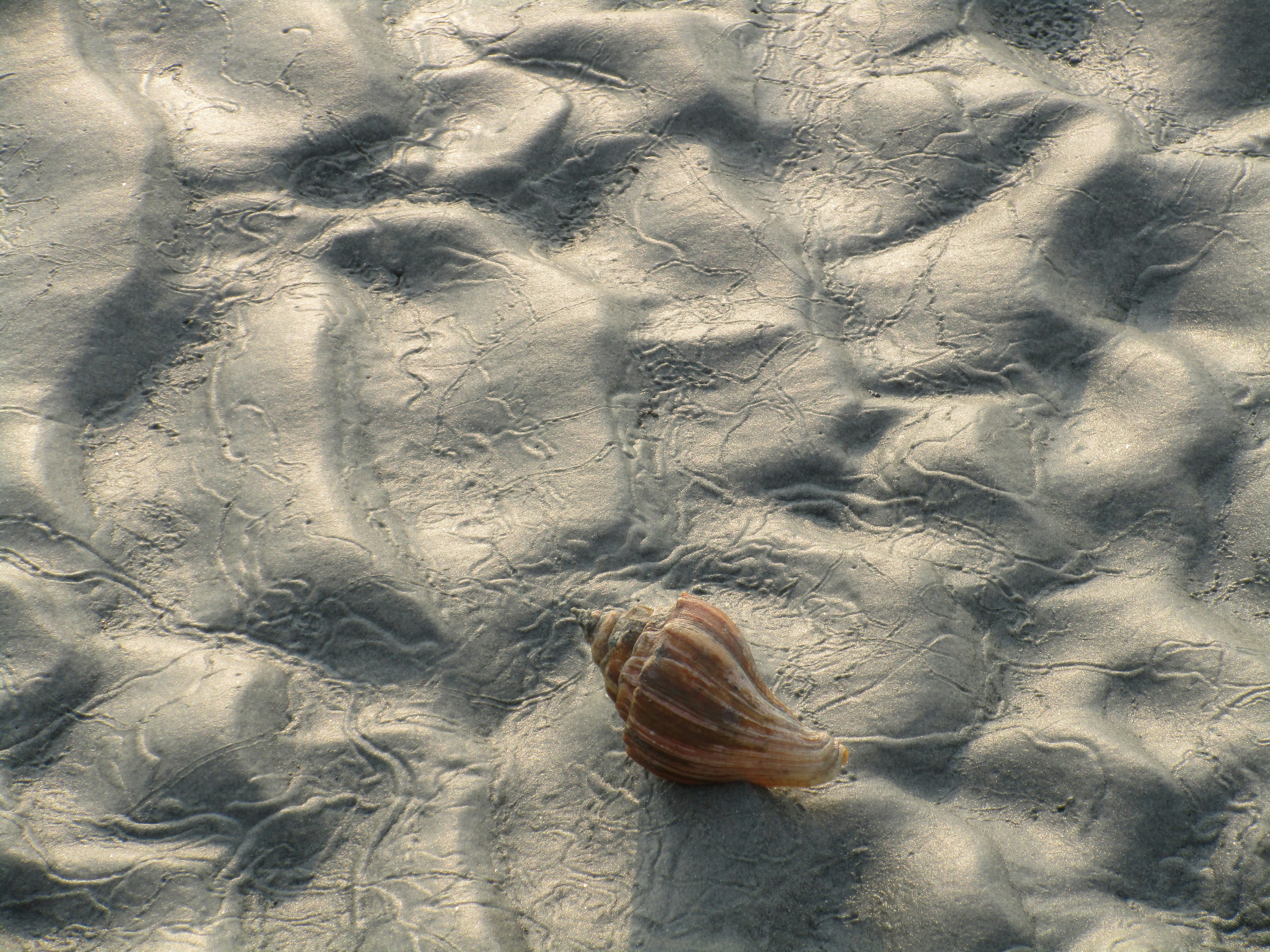 A single seashell rests on textured sand, capturing the intricate patterns formed by the tide. The soft light enhances the shell's warm hues.