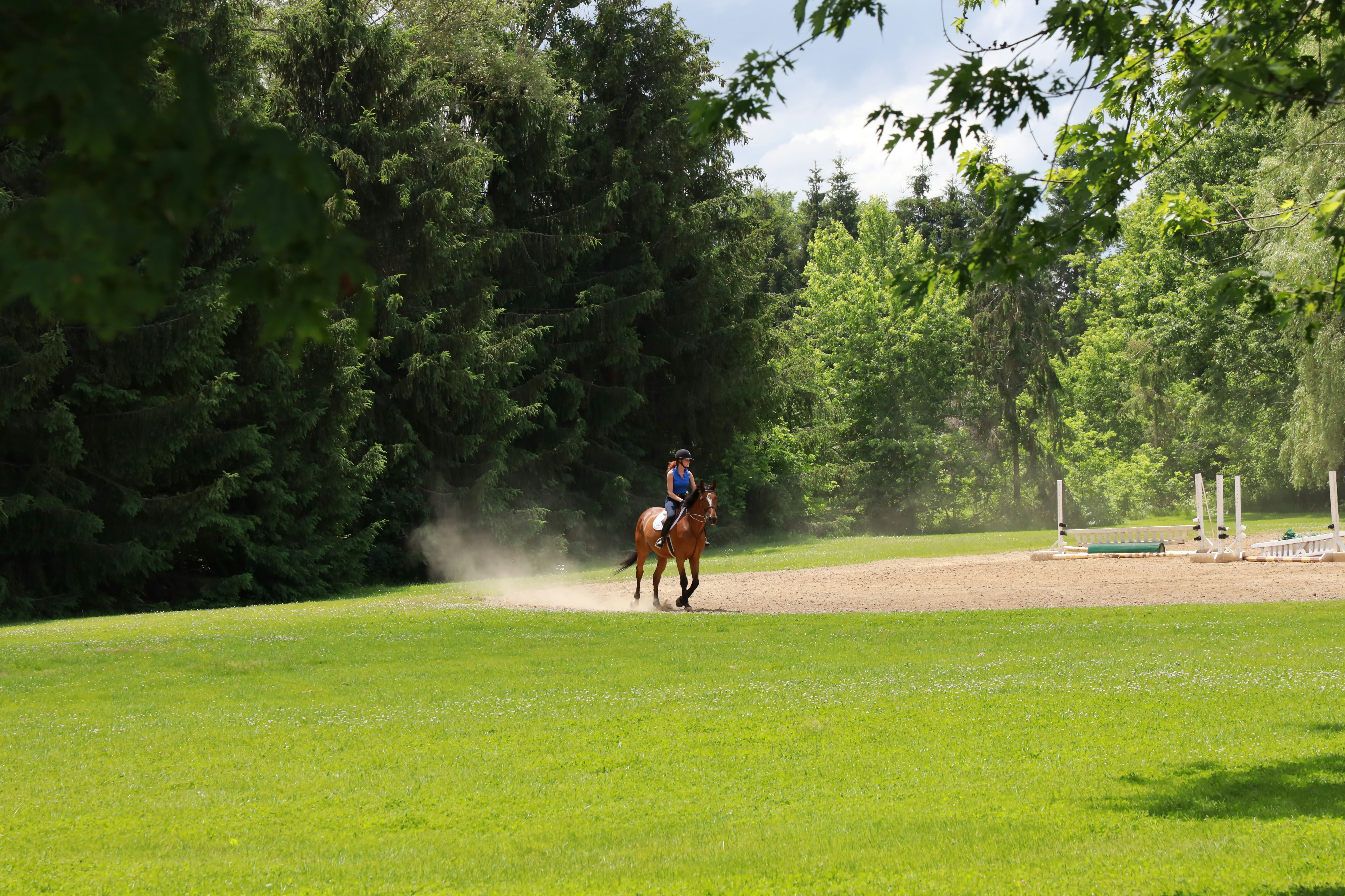 Horse and rider navigating a serene outdoor arena surrounded by lush greenery. Dust trails behind, capturing the motion and spirit of the moment.