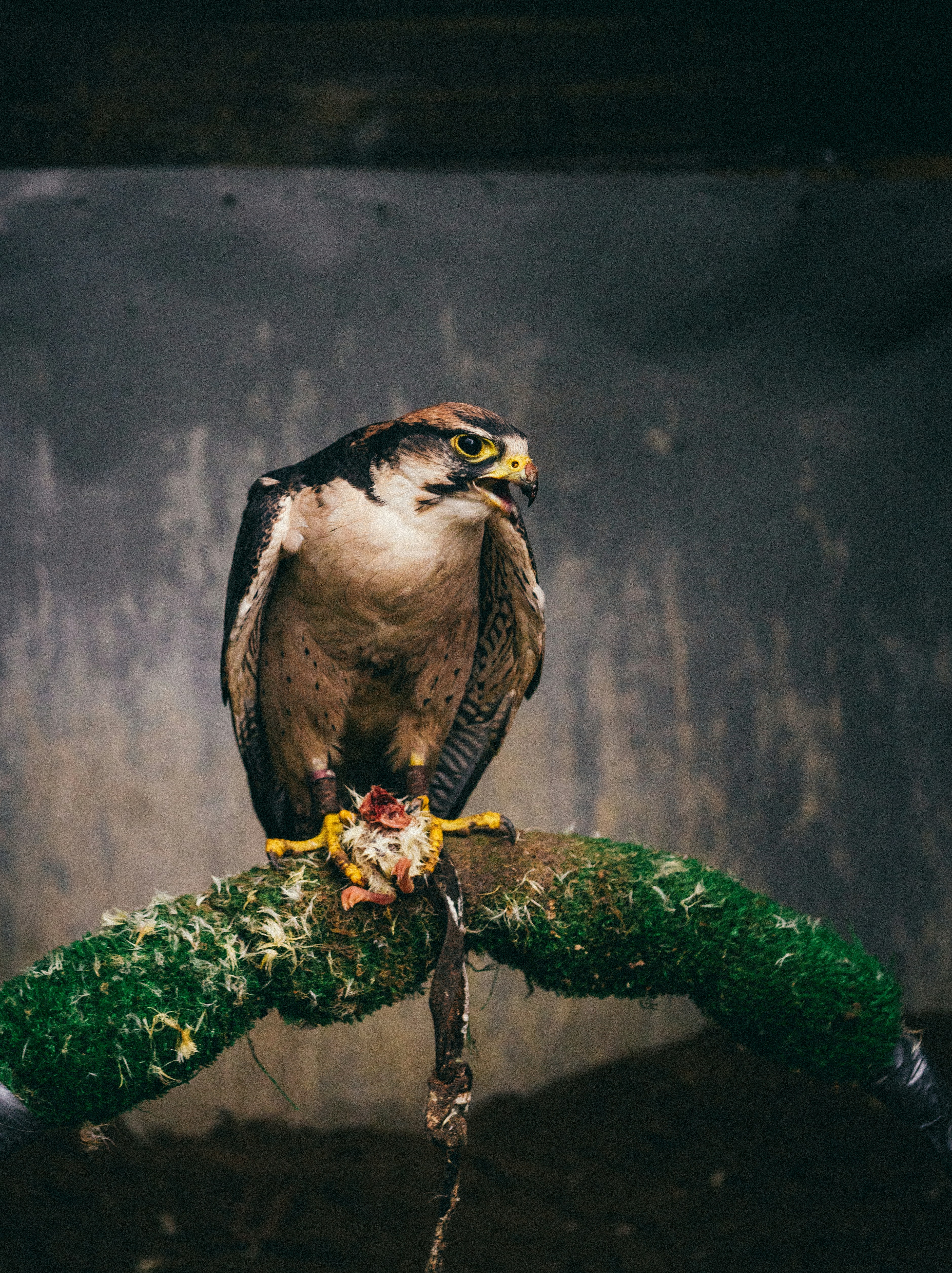 Moss-Covered Perch: Falcon's Quiet Vigil