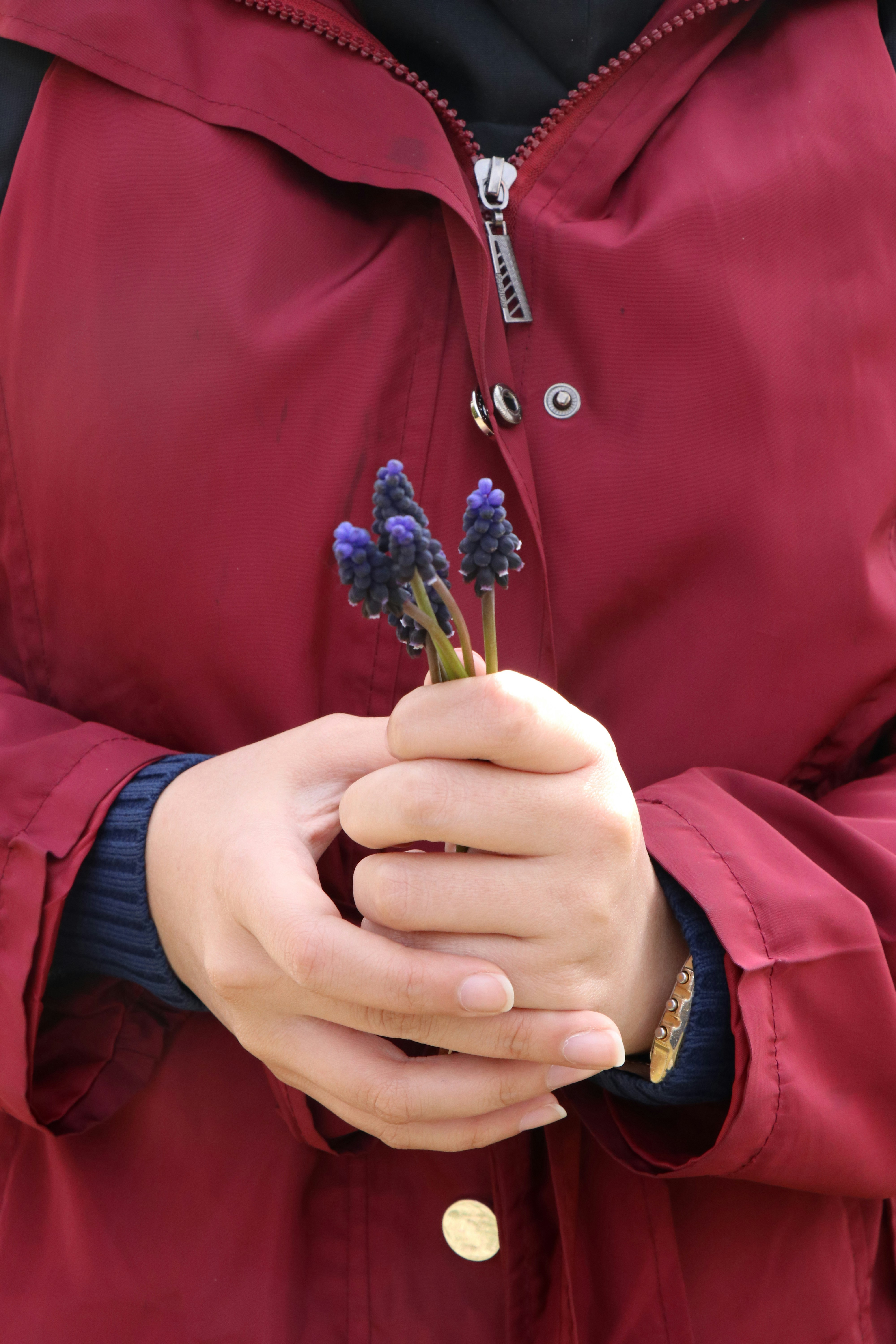 Hands gently holding a bouquet of vibrant purple flowers, adorned in a cozy red jacket, showcasing a moment of connection with nature.