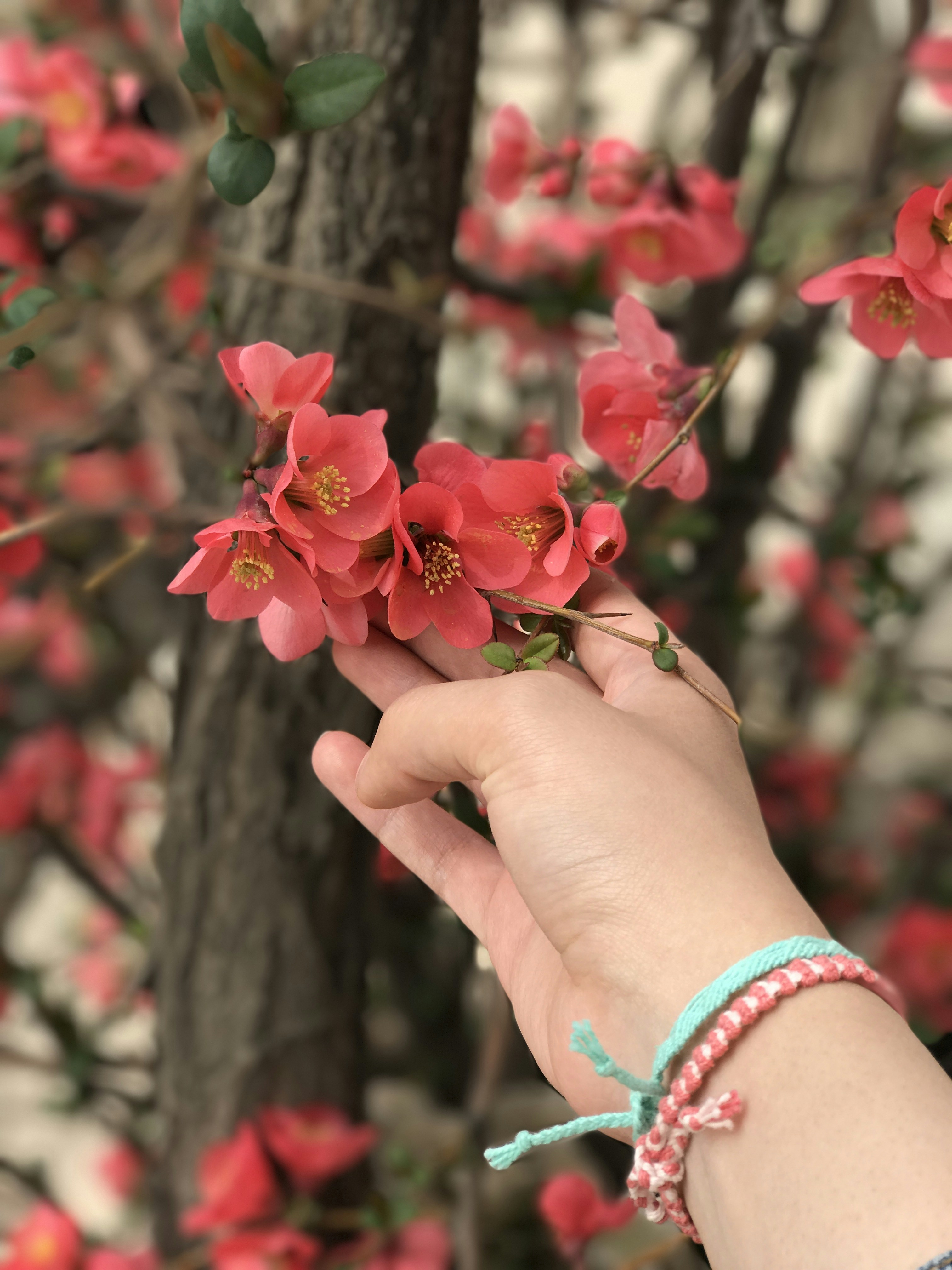 A hand gently reaches for vibrant pink flowers on a tree, showcasing the beauty of nature's bloom. The scene captures the interaction between human and flora.
