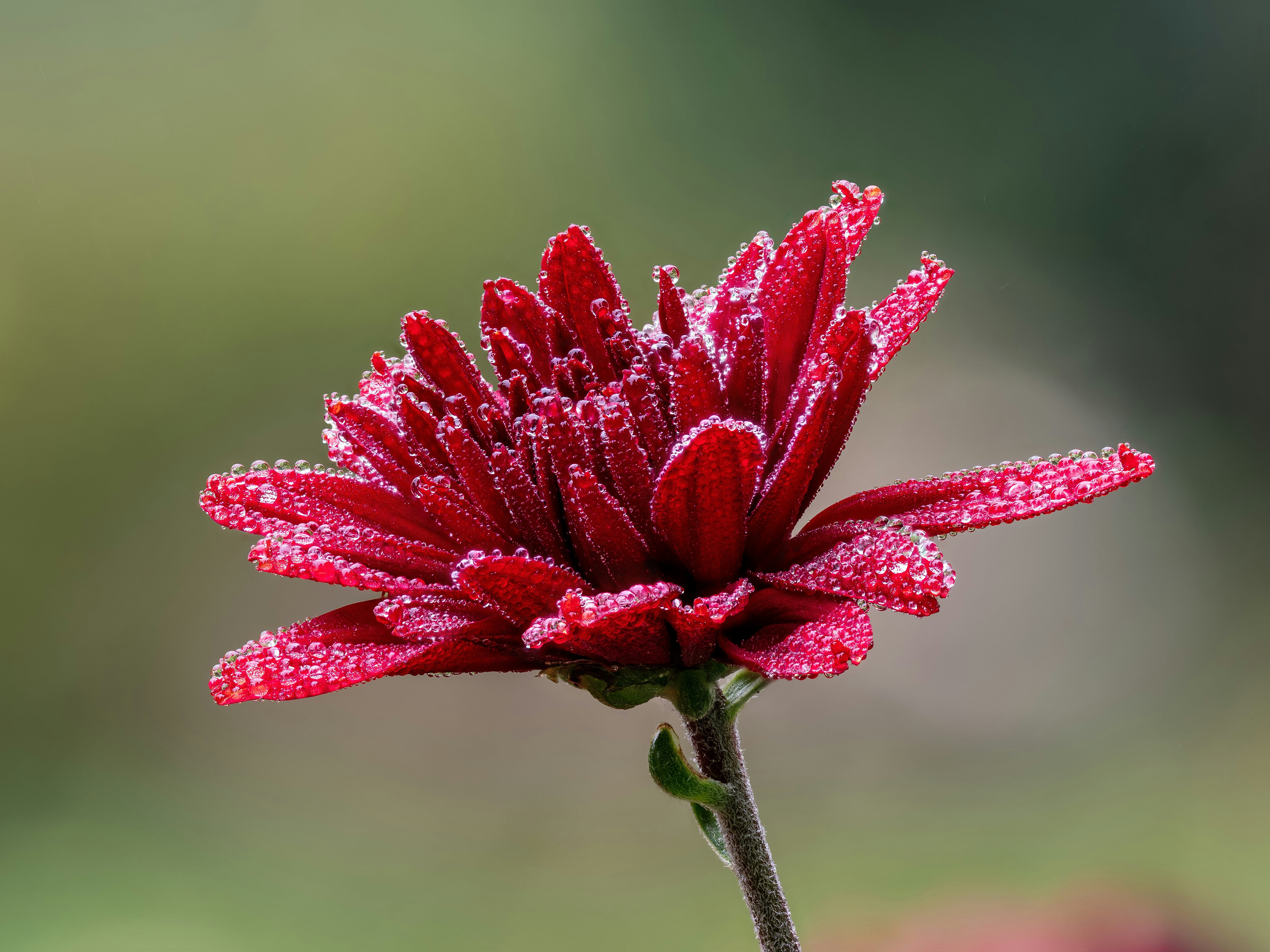 A vibrant red flower glistening with droplets of dew, showcasing intricate petal details in a blurred background.