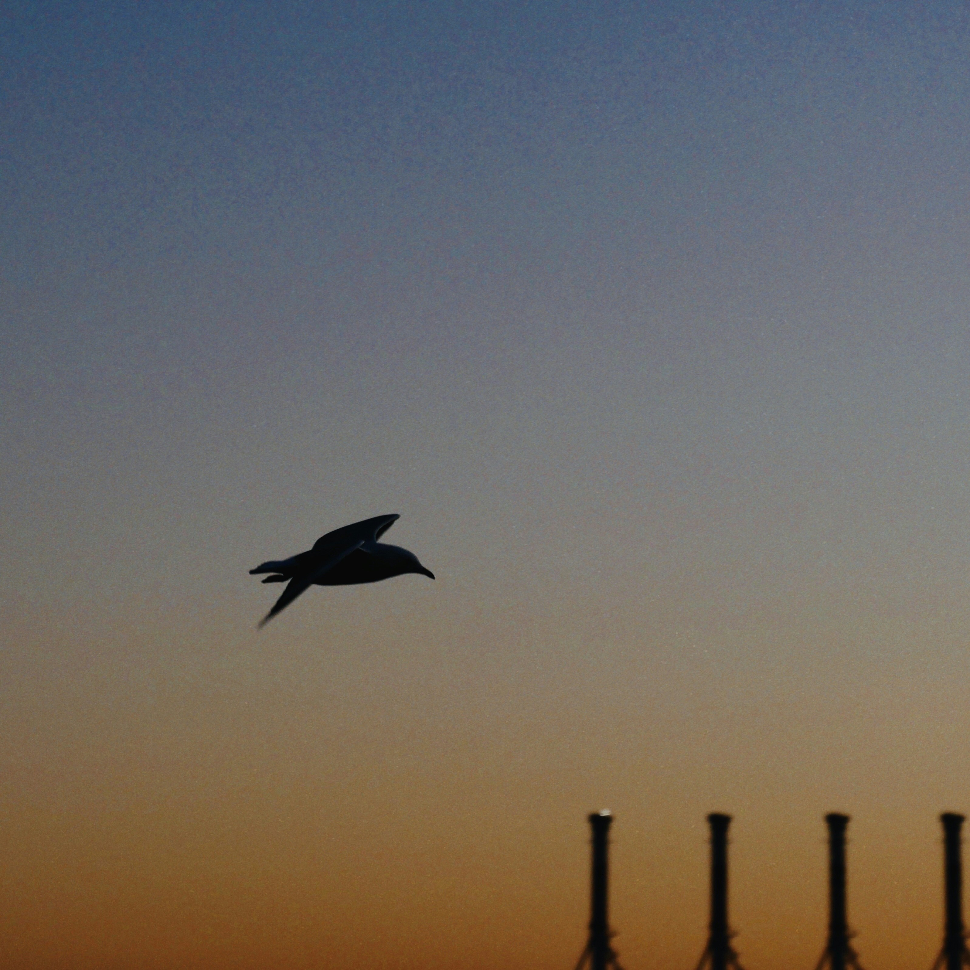 Silhouette over Warm Horizon: A Seabird in Flight at Dusk
