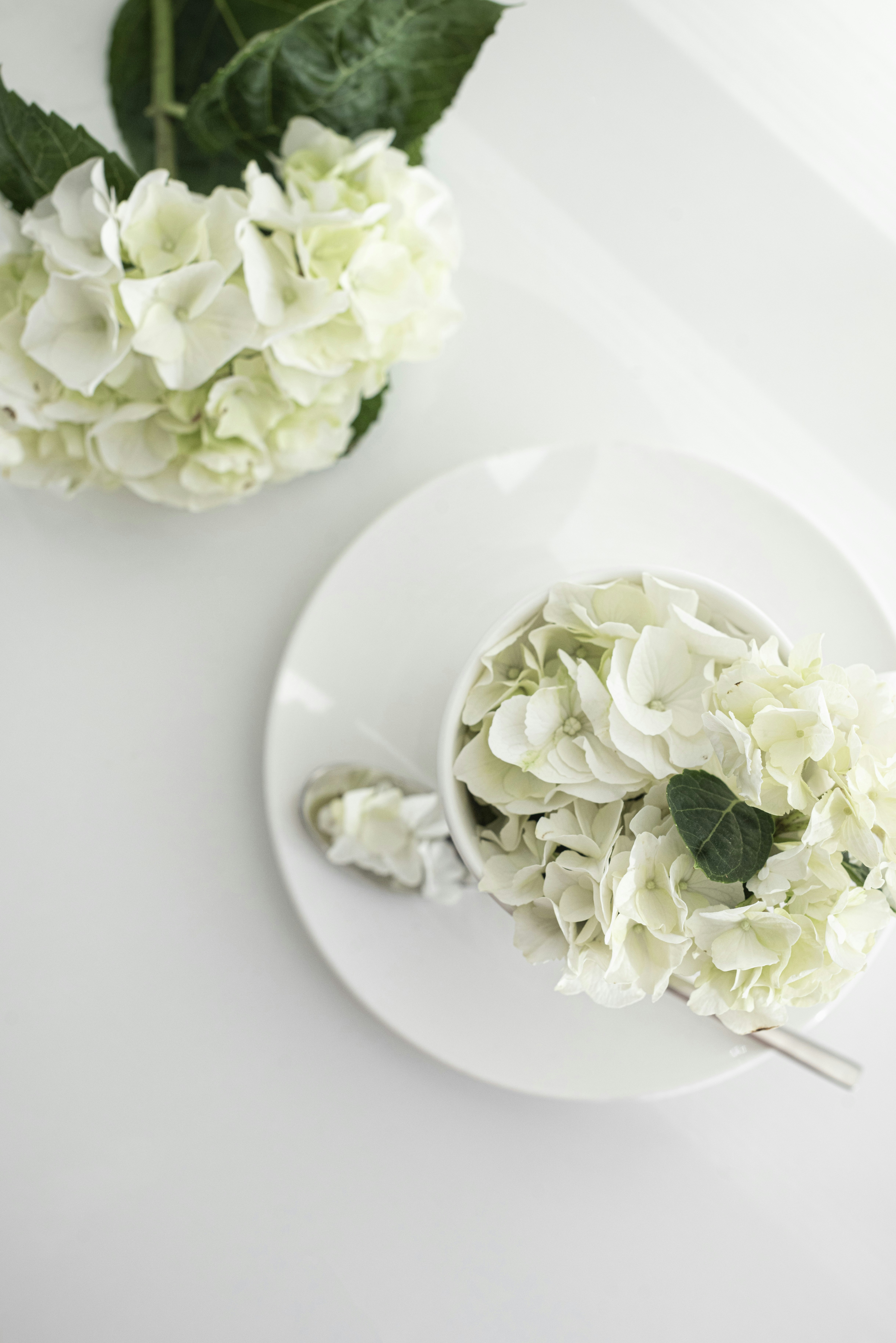 Whispers of Elegance: A Floral Composition