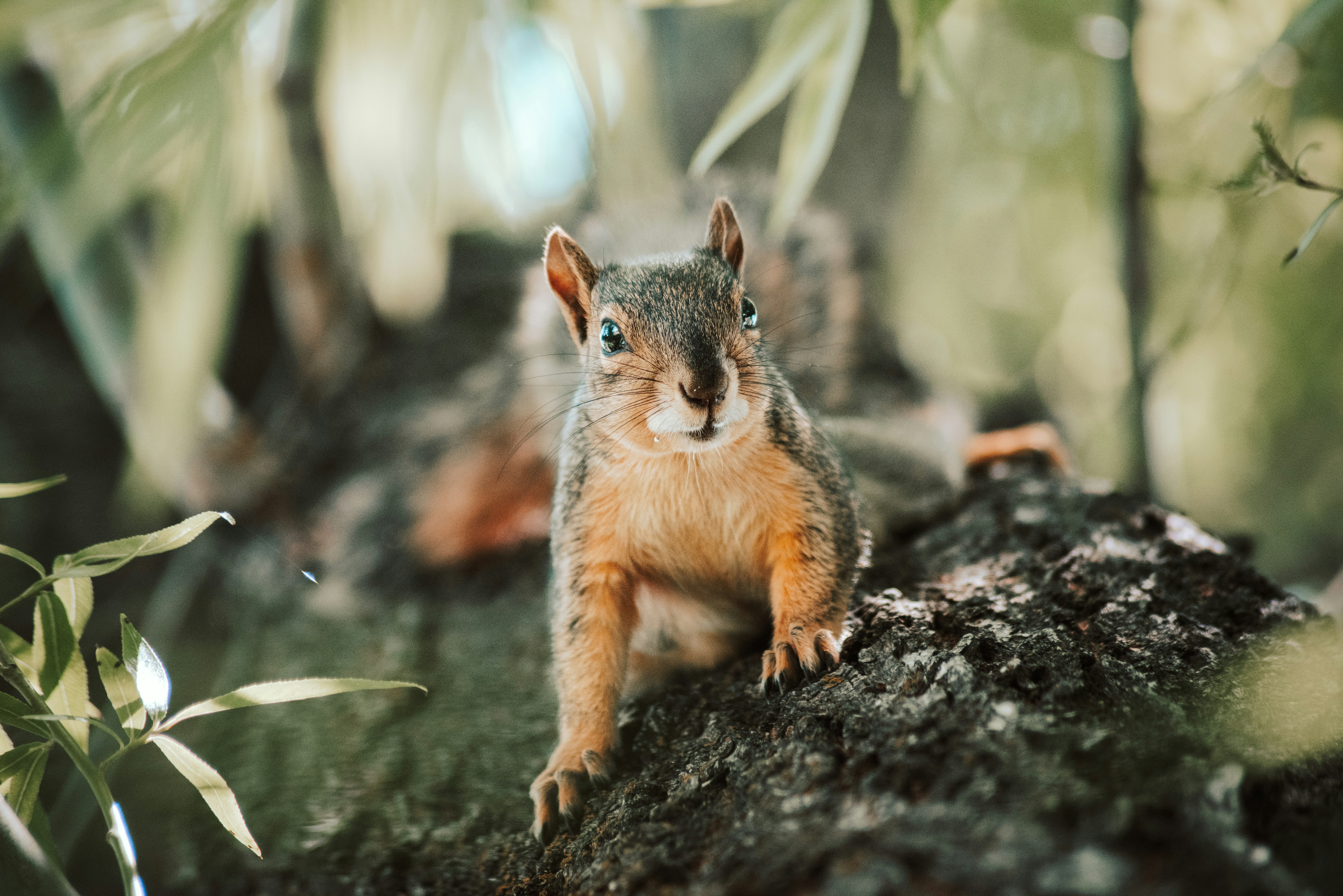 Curious Squirrel on a Mossy Crest: A closer look into a forest glen