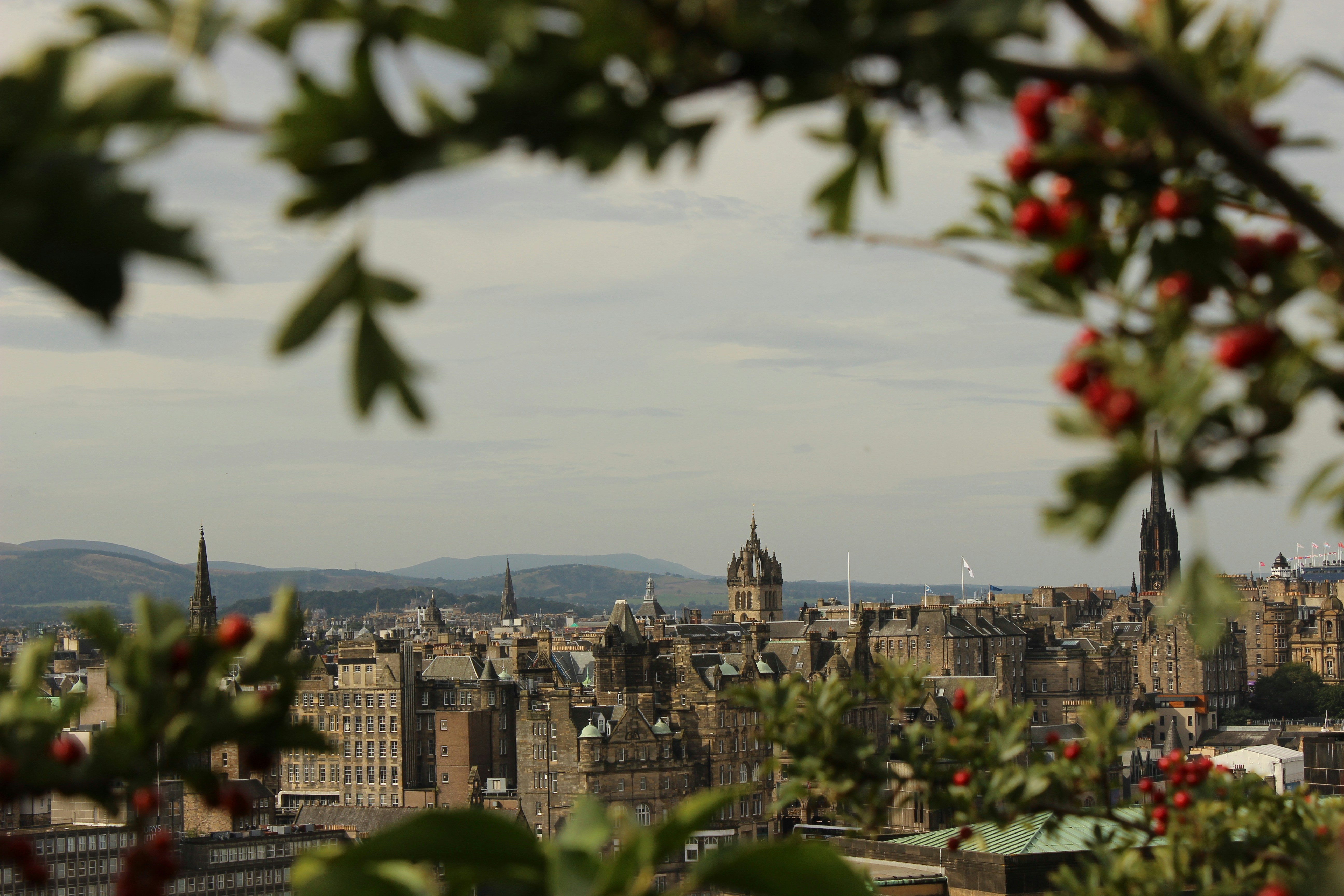 Framed Horizon: City Skyline Through a Leafy Veil