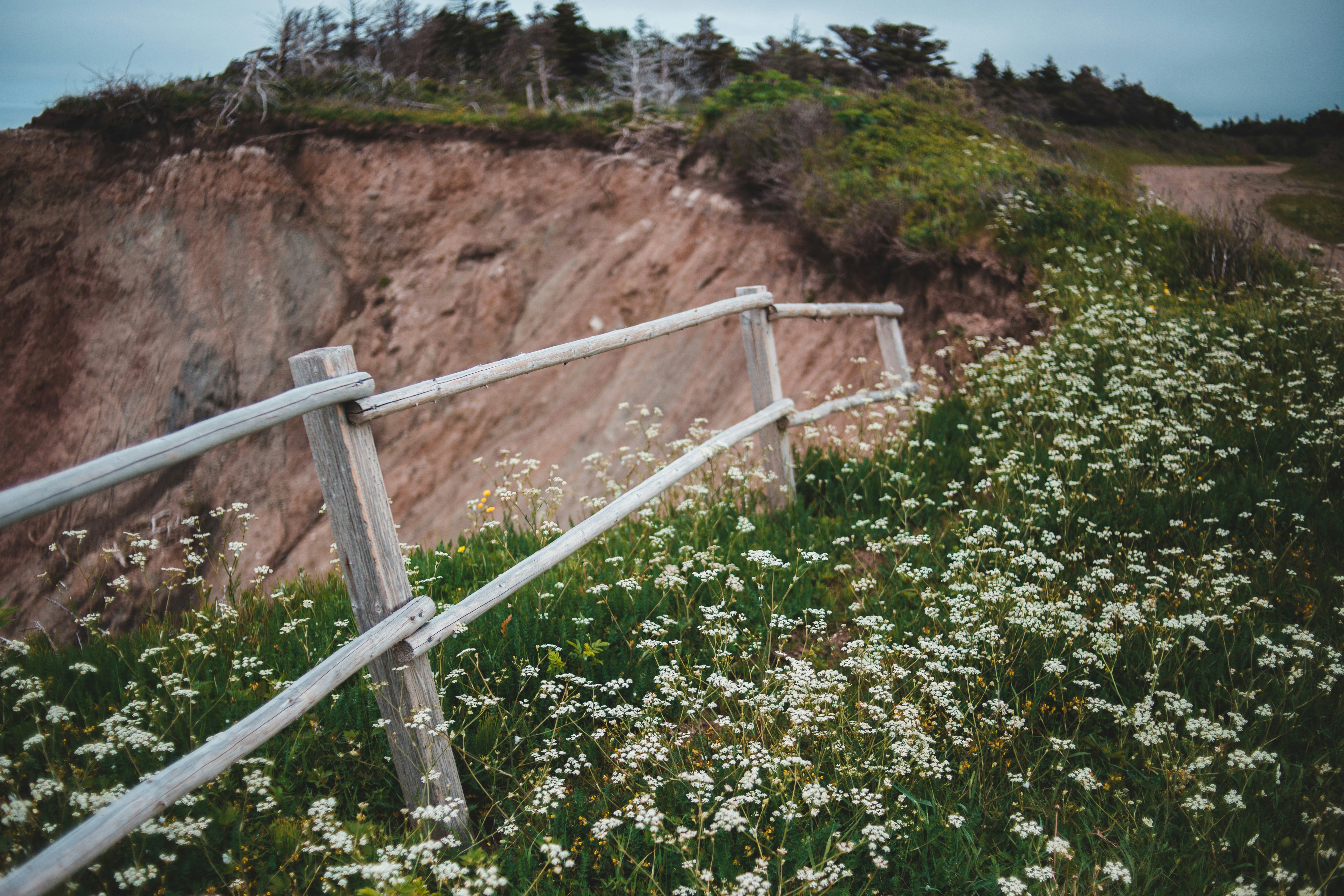 Wildflowers photo shot on Canon EOS 6D