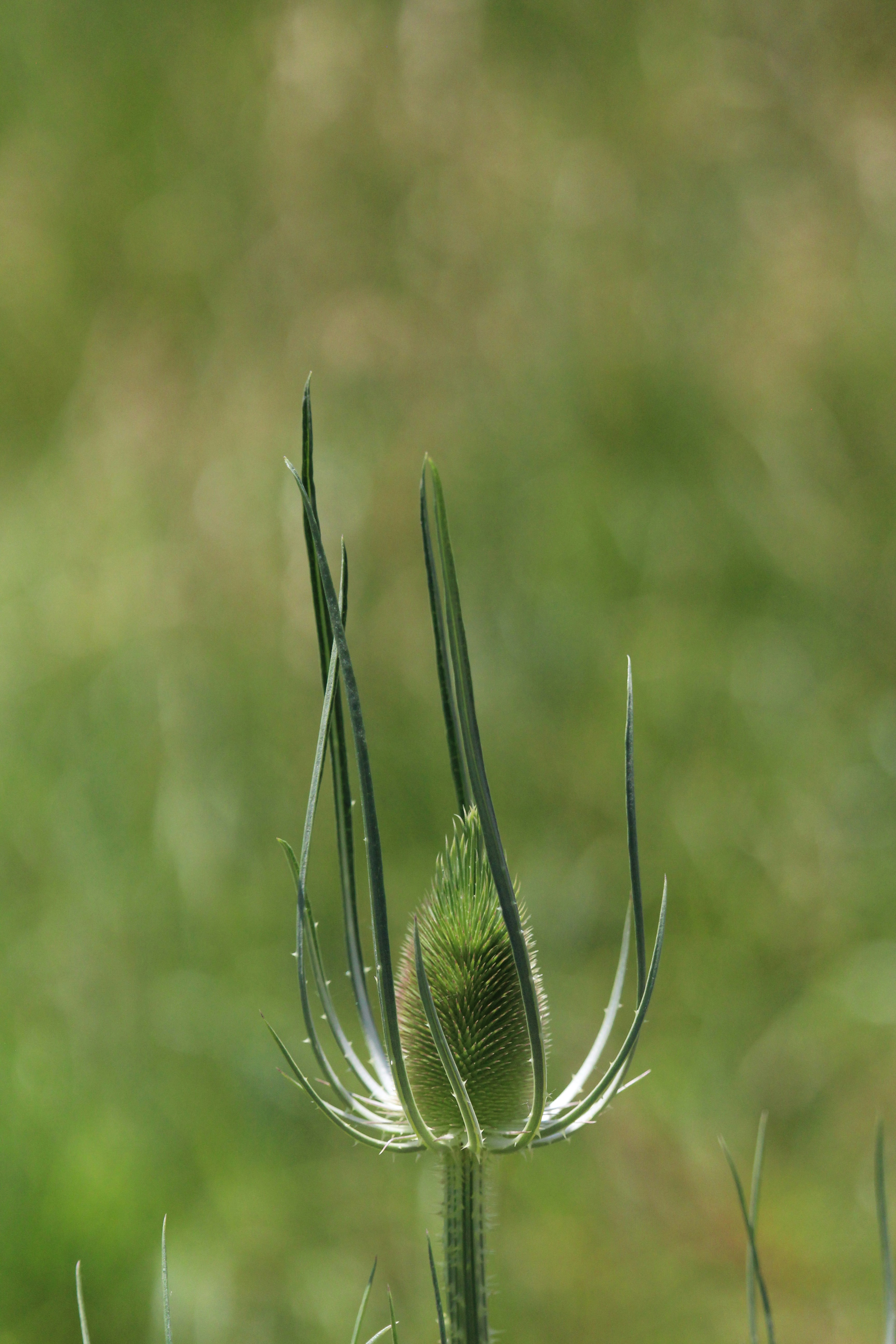 green plant in close up photography