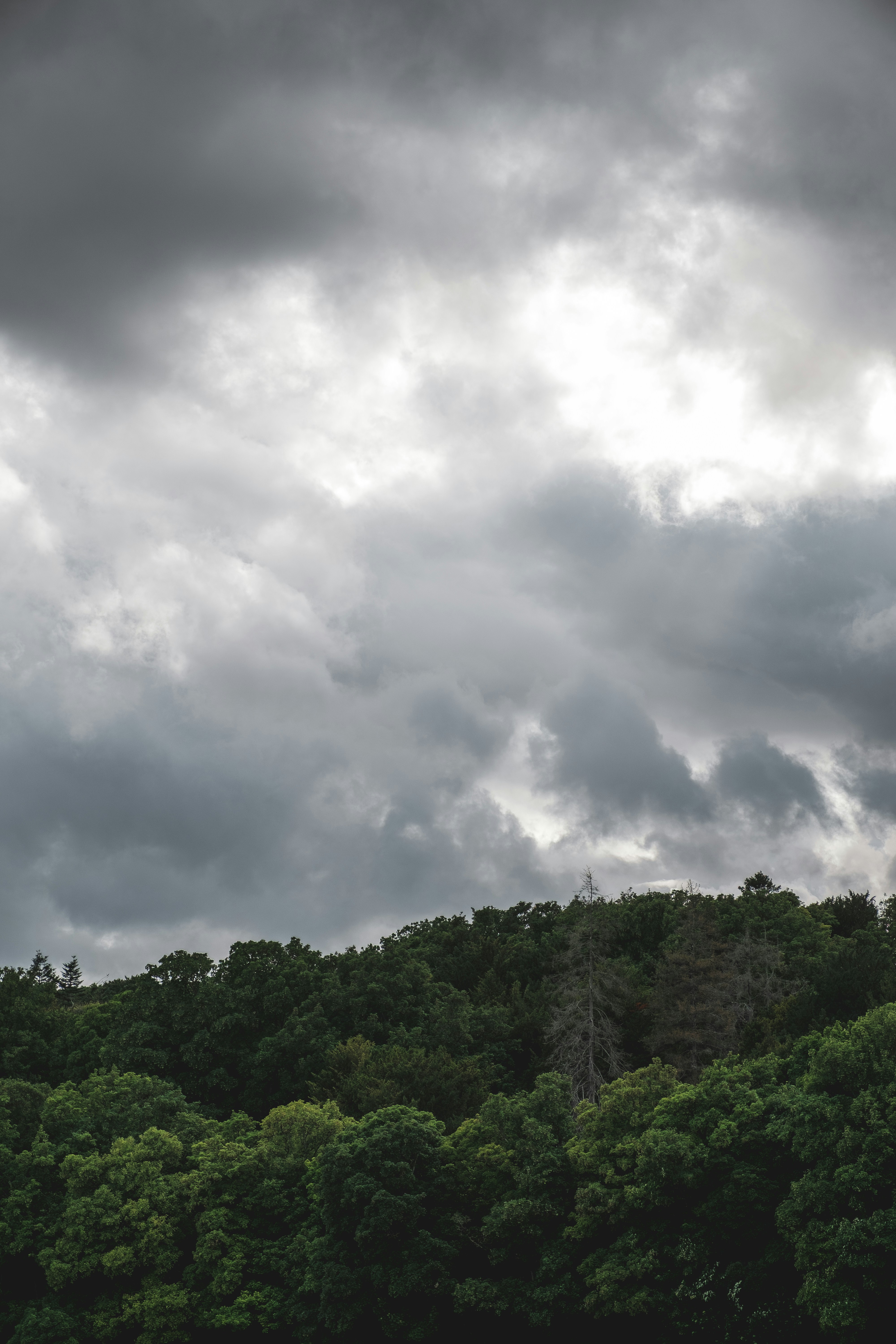 Dramatic clouds loom above a lush green forest, hinting at an impending storm. The interplay of light and shadow creates a moody atmosphere.