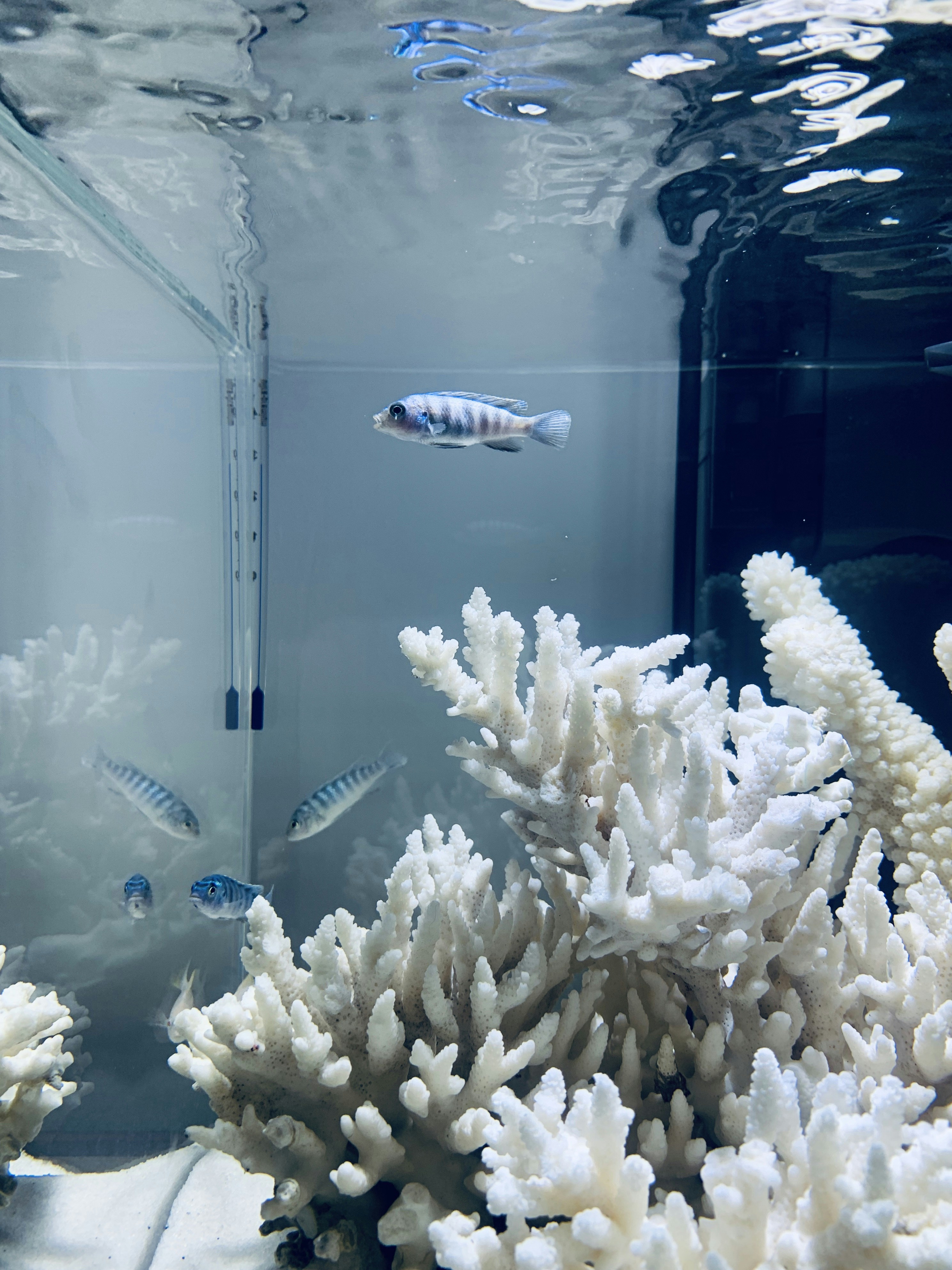 Aquatic Harmony: Life Among the Corals