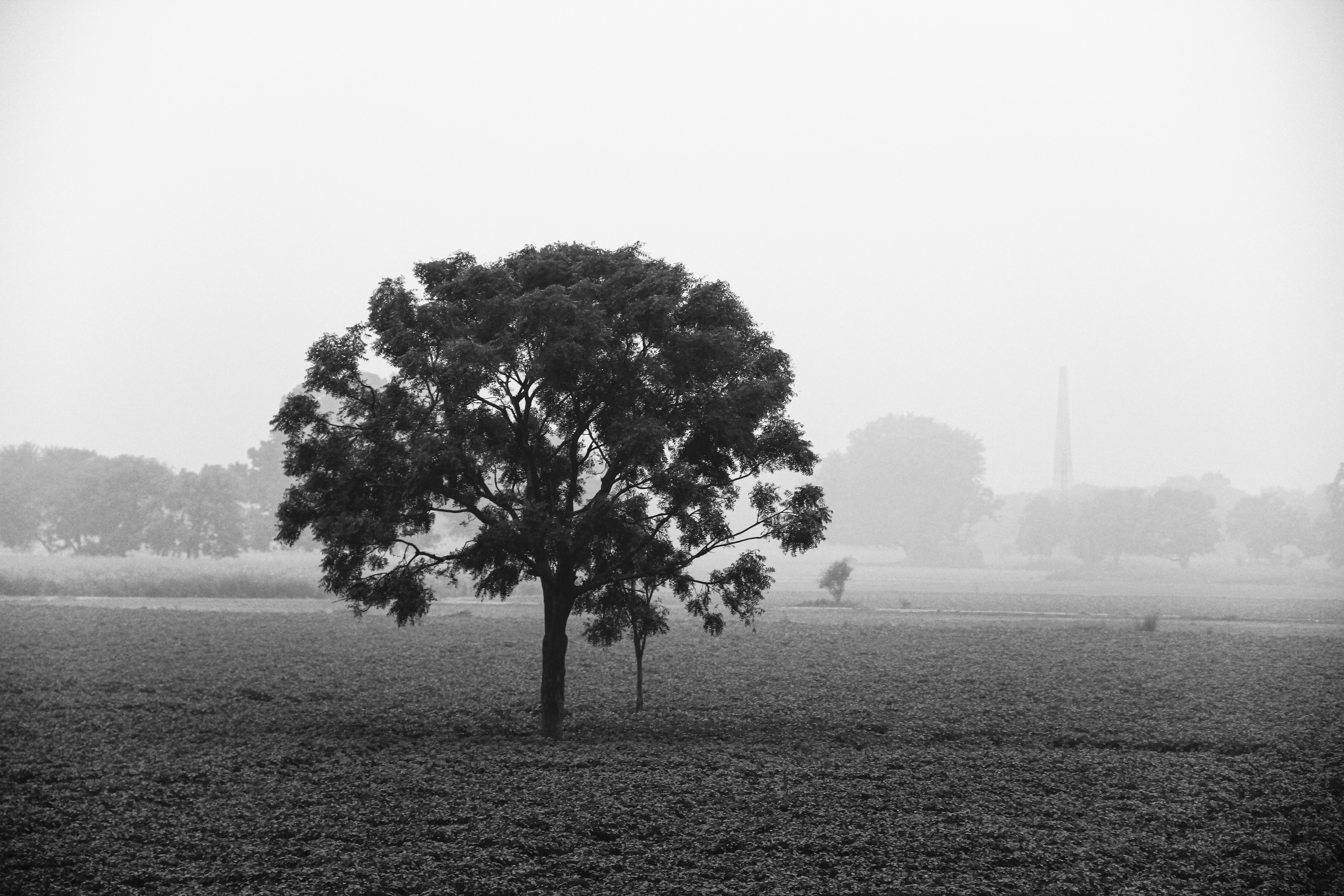 A lone tree stands amidst a foggy field, creating a stark silhouette against the muted backdrop of distant trees and structures.