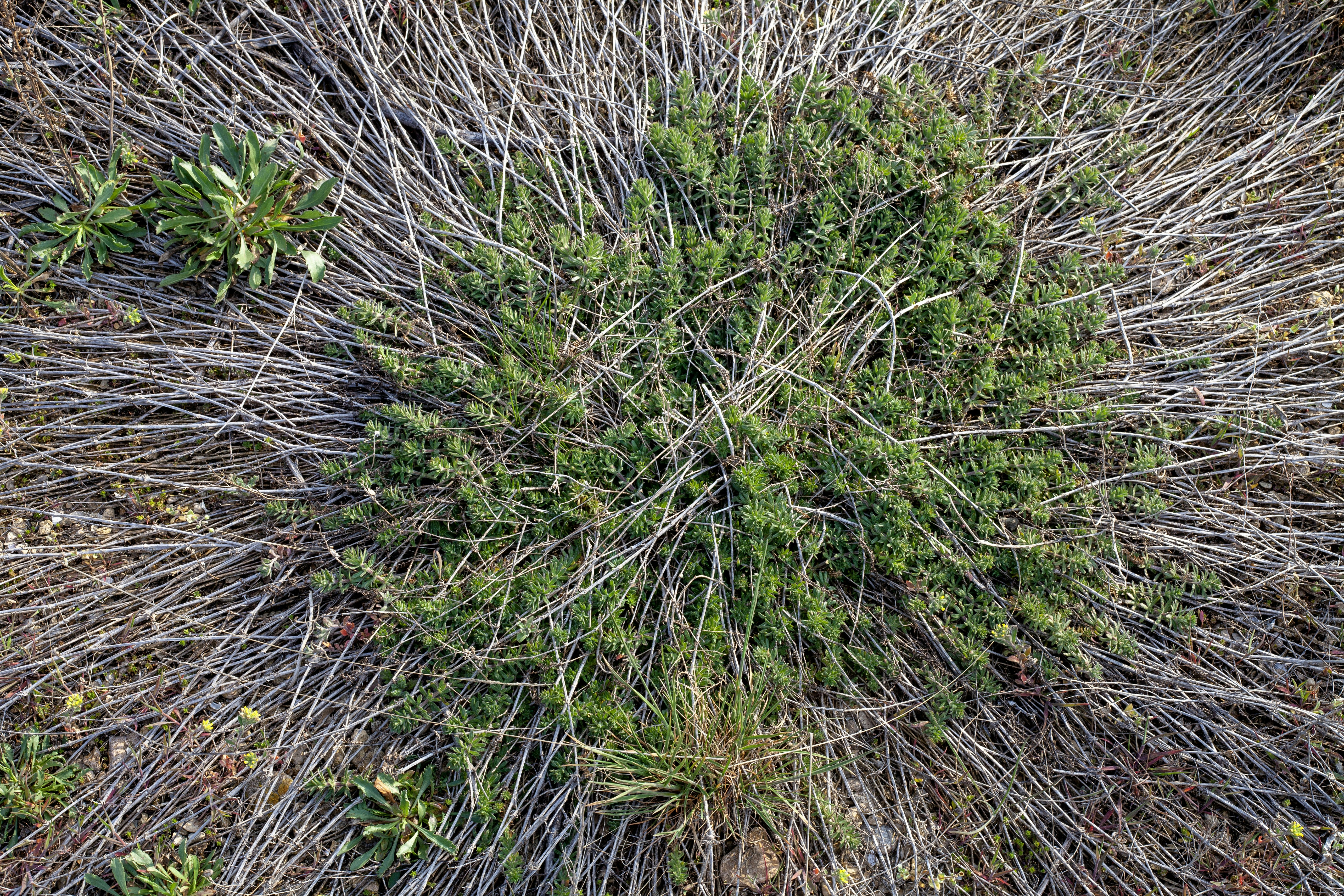 A dense cluster of green foliage surrounded by dry, spiky grass, illustrating the contrast between vitality and desolation.