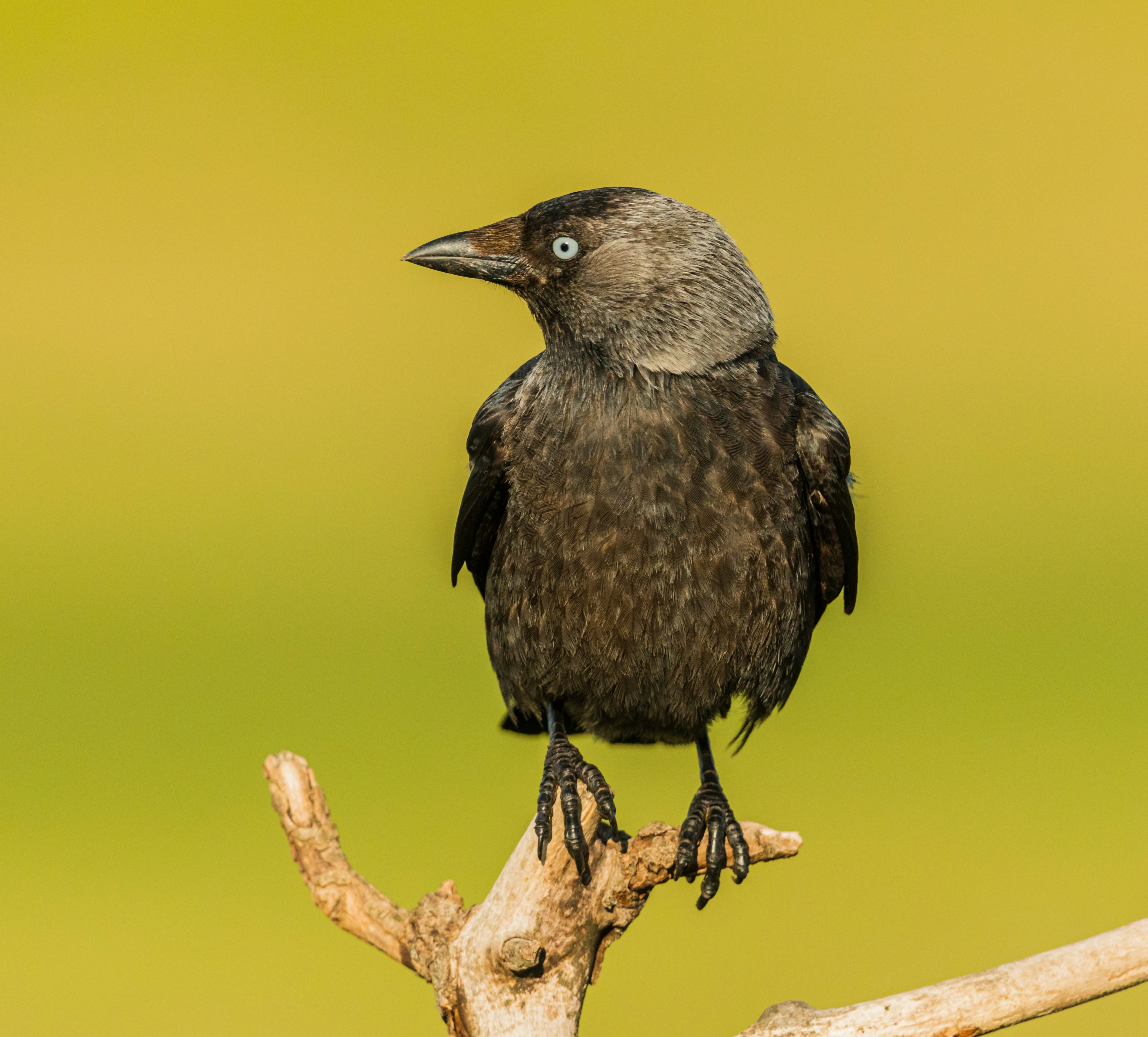 Jackdaw