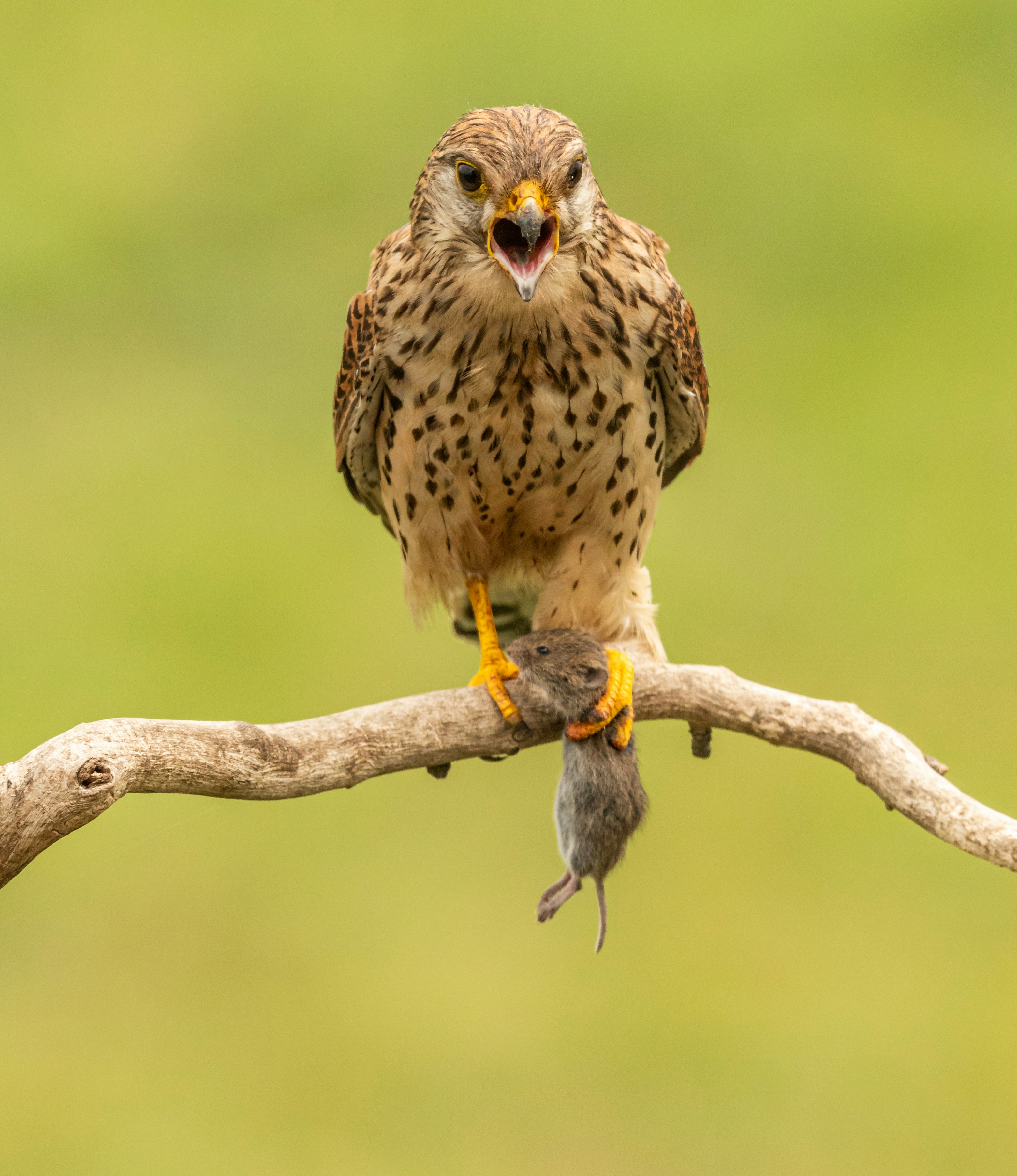 Screech in the Branch: A Peregrine's Stare Down