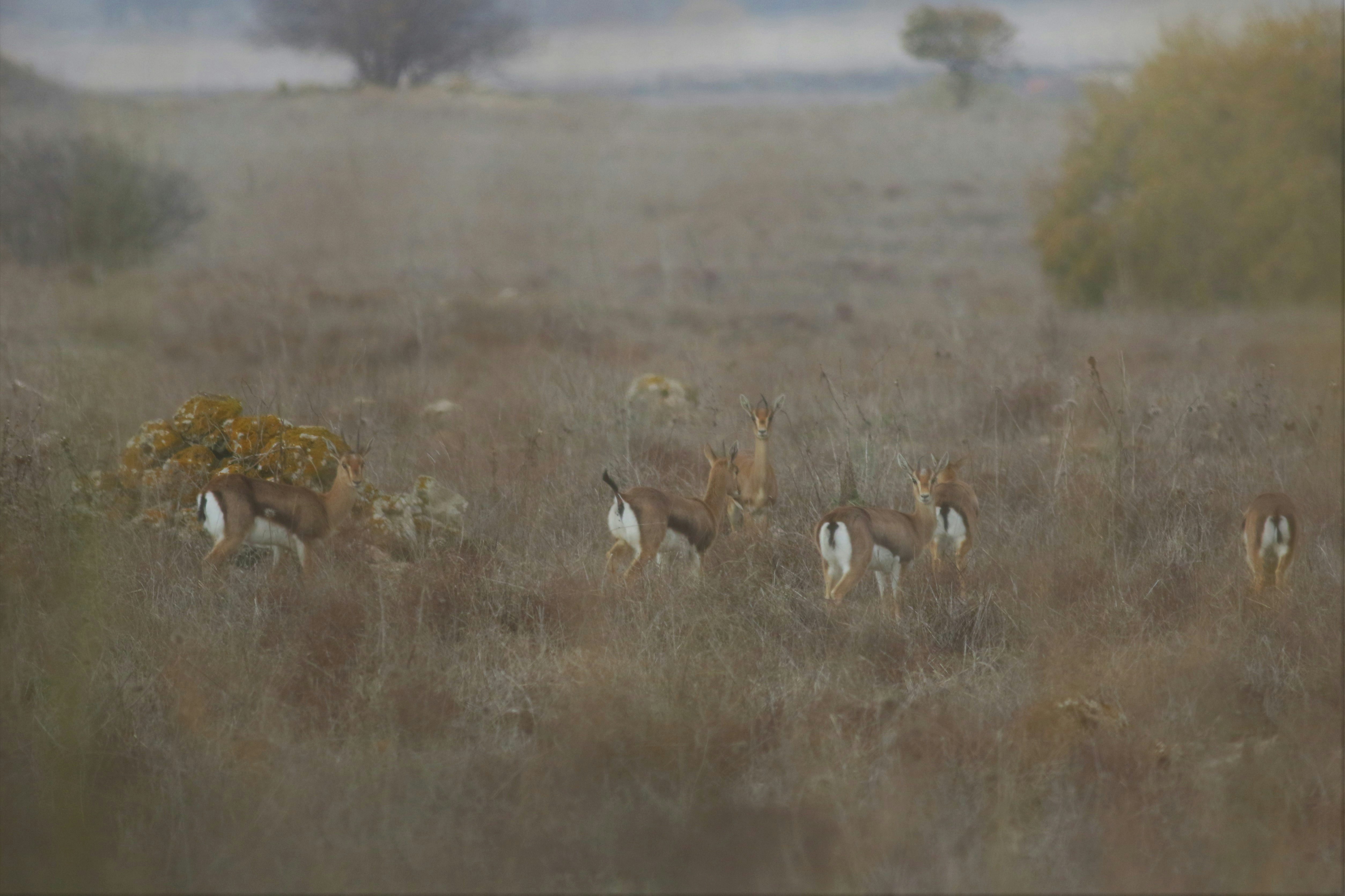 herd of deer on brown grass field during daytime