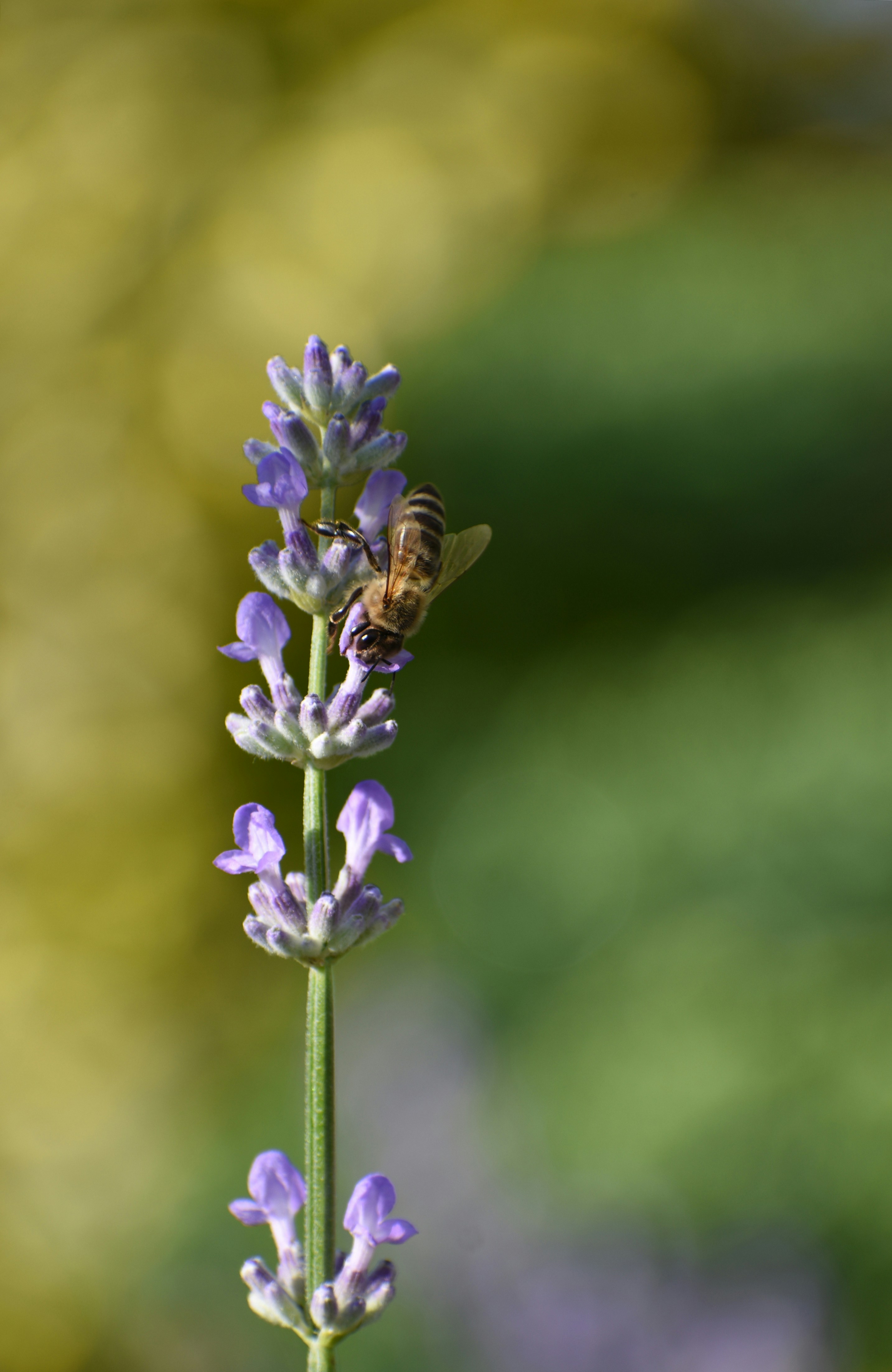 Honeybee delicately perched on lavender flowers, showcasing the intricate relationship between pollinators and flora.