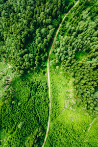 Verdant Pathways from Above