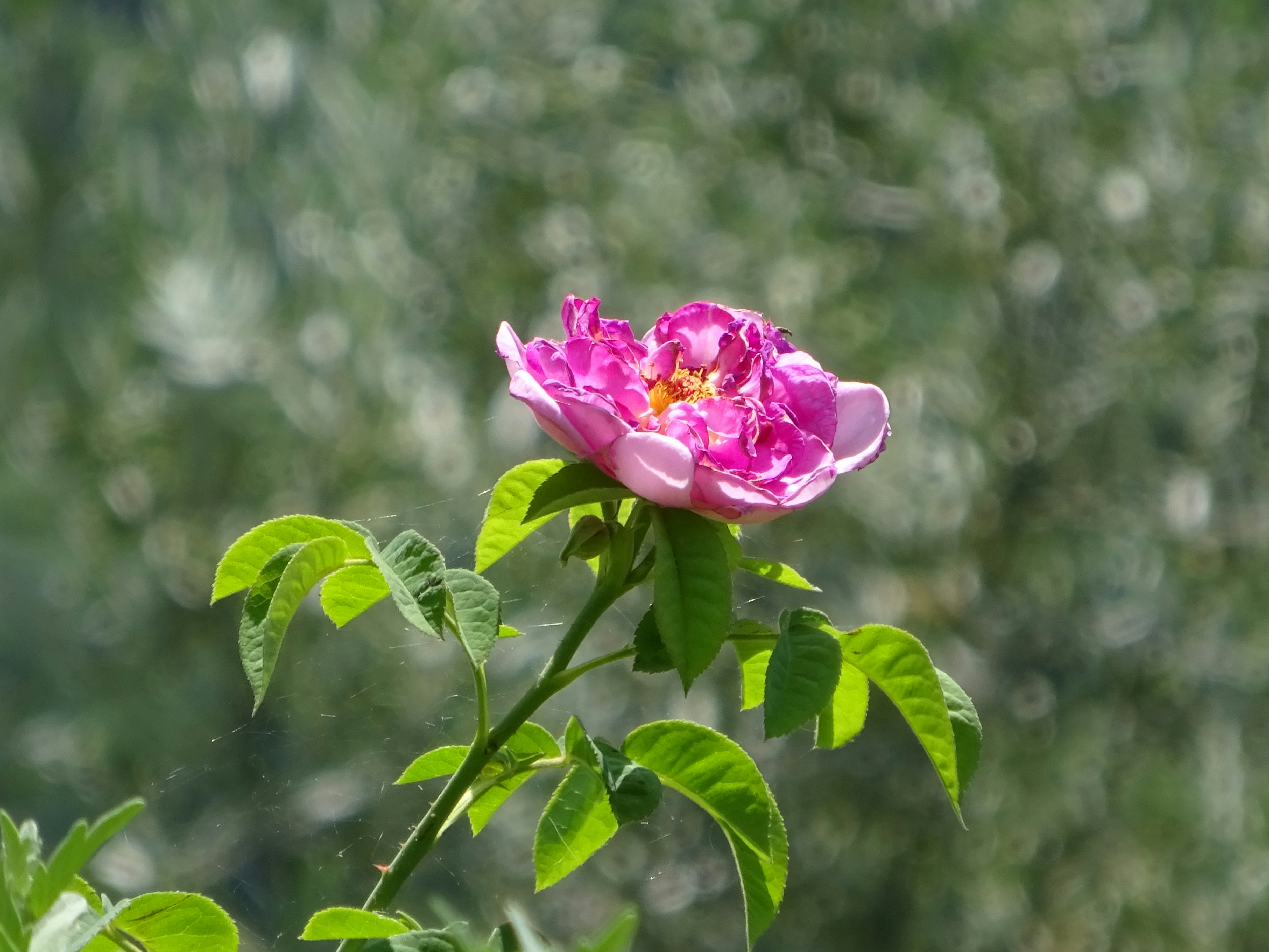 Close-up of a pink peony bloom with green leaves against a softly blurred green background.