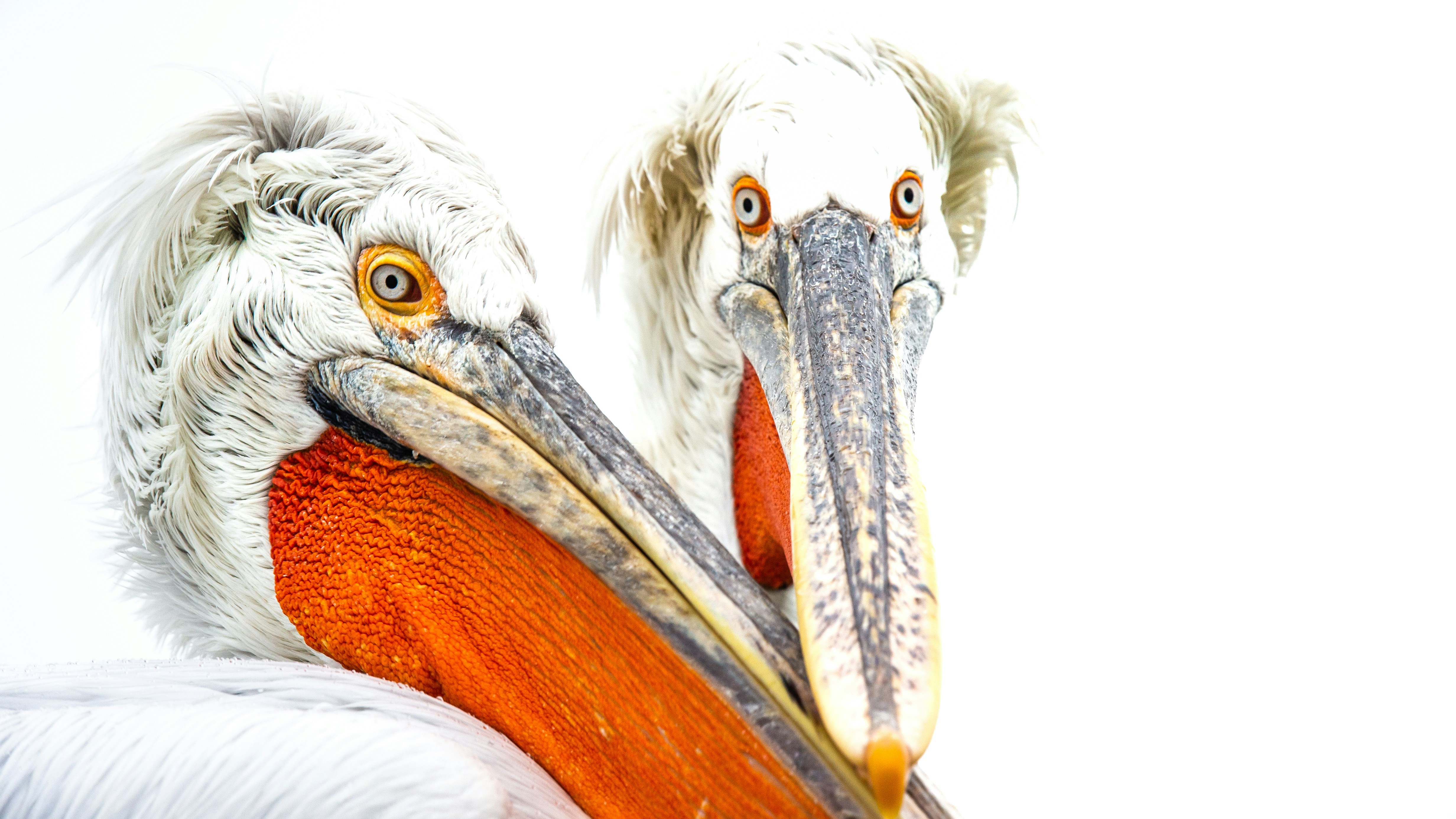 Close-up of two pelicans showcasing their distinctive features and vibrant colors against a stark white background.