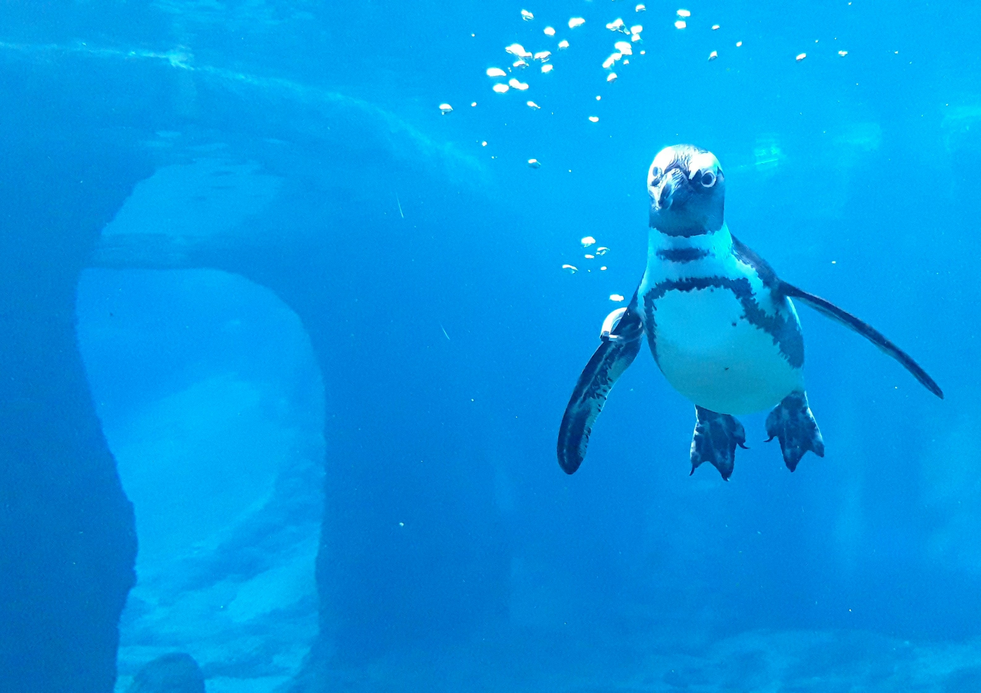 Underside Voyager: A penguin glides toward the lens underwater