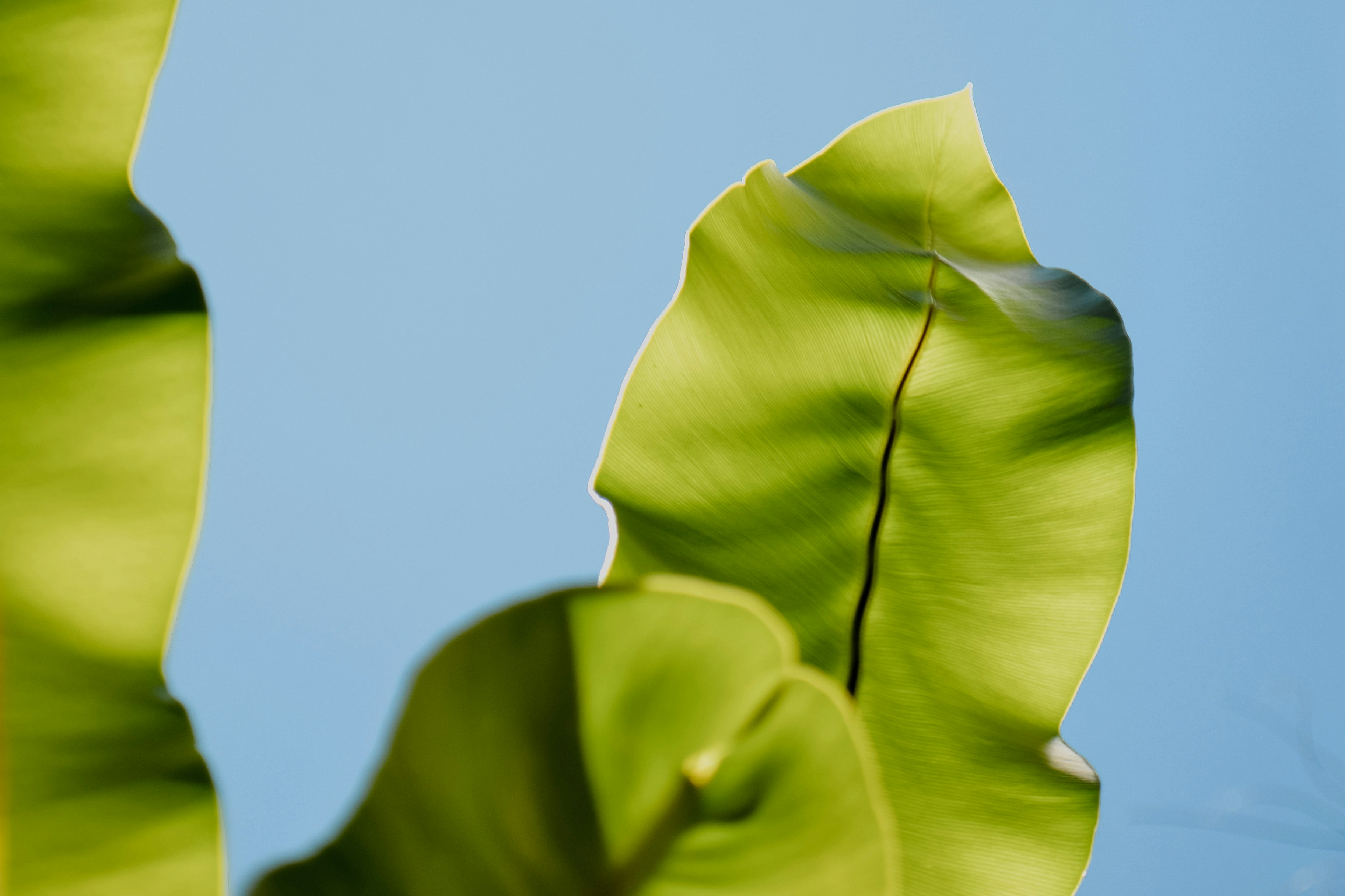 Vibrant green leaves against a clear blue sky, showcasing the delicate textures and patterns of nature. The composition emphasizes the interplay of light and shadow.