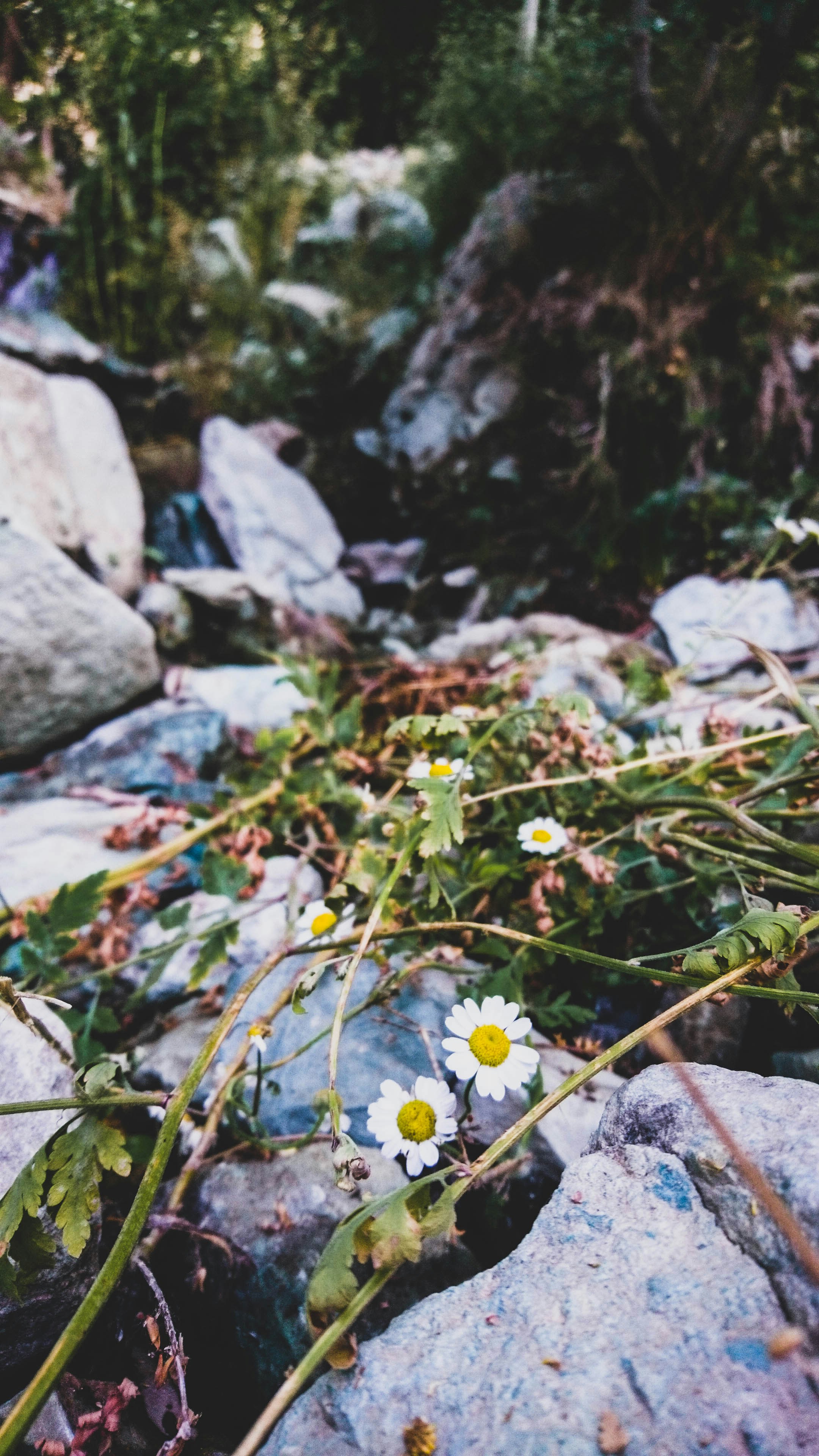 Daisy flowers weave through rocky ground in a tranquil garden scene, with a soft blurred background highlighting the foreground blooms. This is a natural photograph.