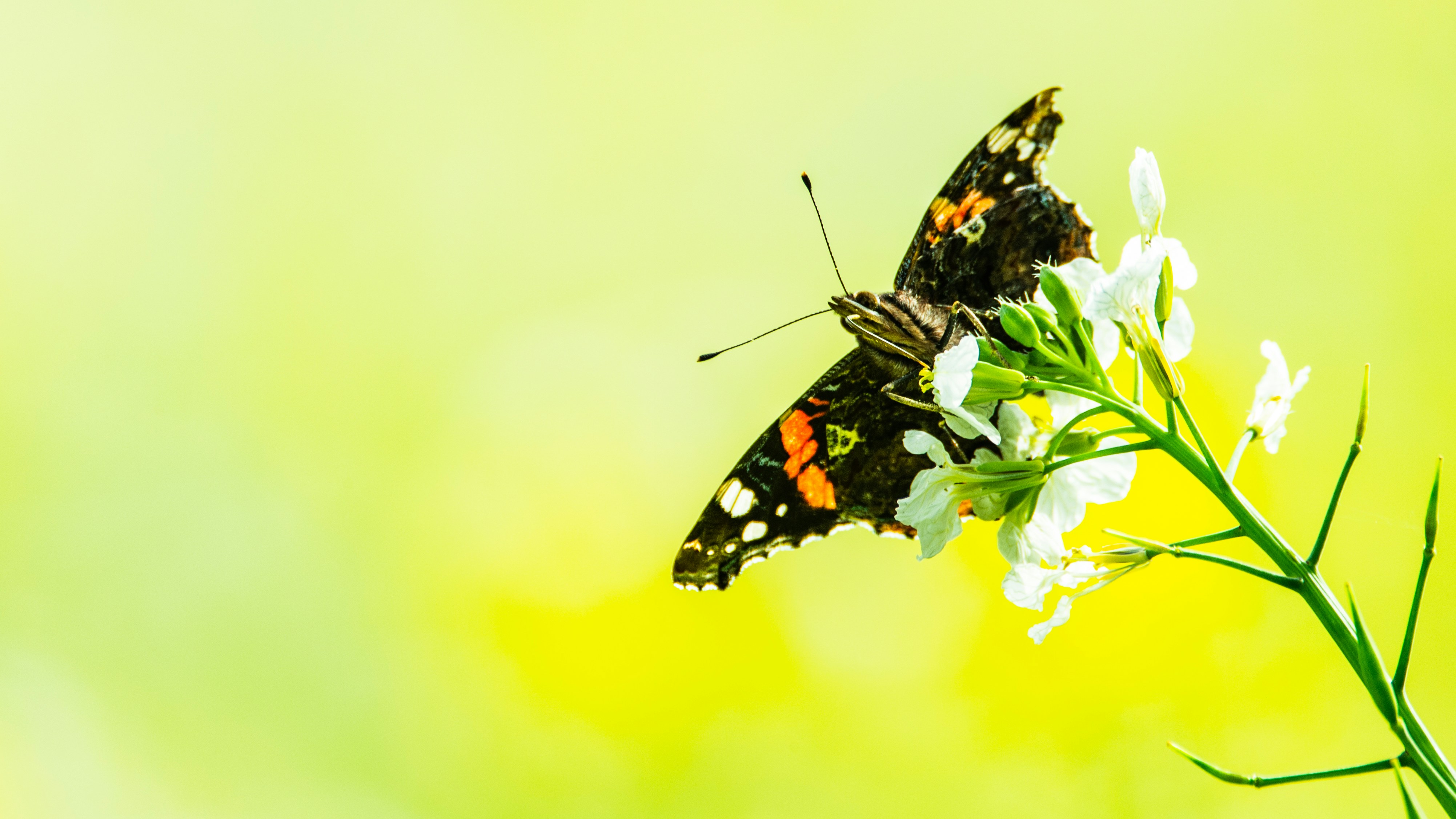 Butterfly on white flower and yellow background
