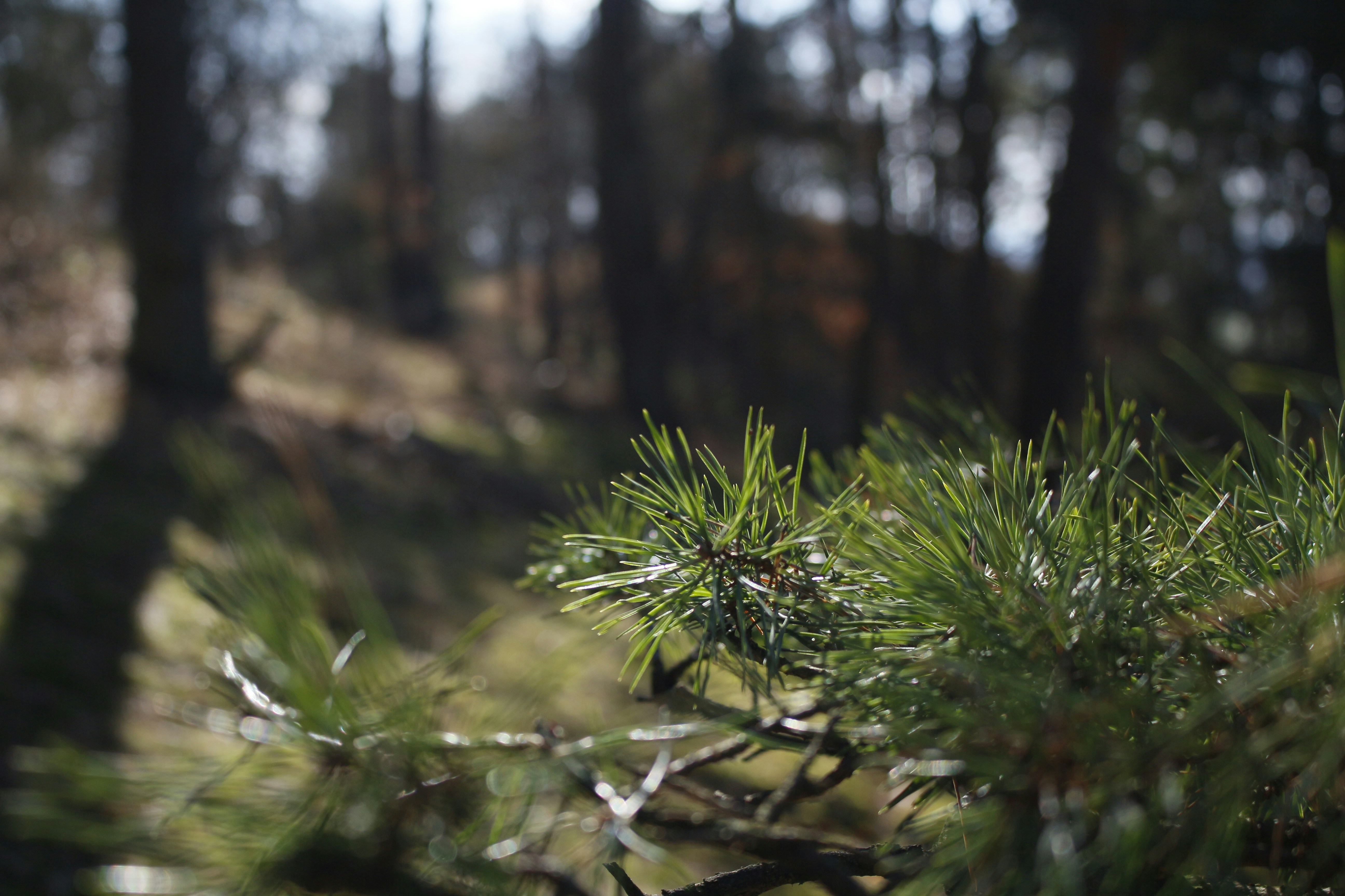 Macro photograph of pine needles in sharp focus, with a softly blurred forest background creating depth.