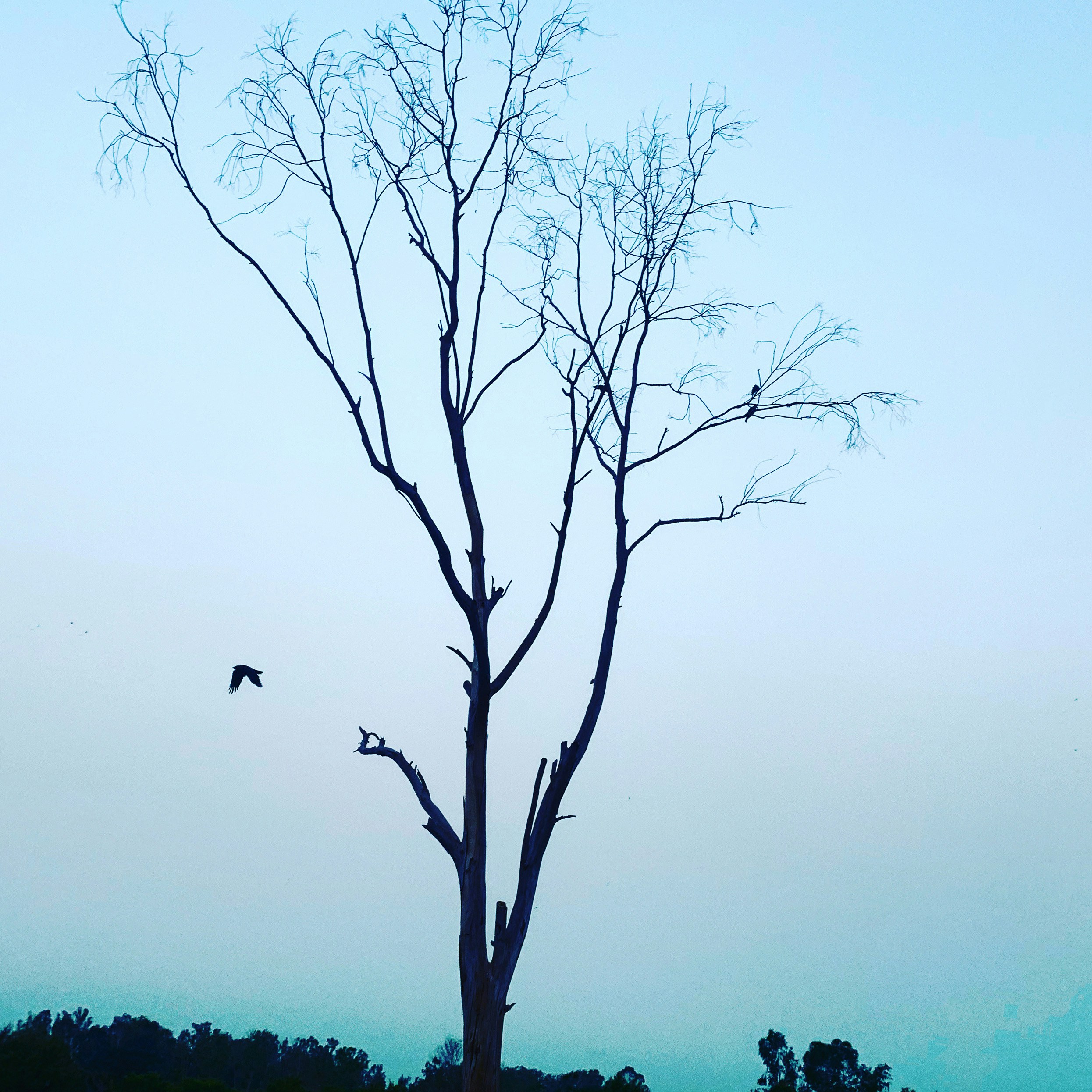 Bare tree with a bird perched on a branch against a pale blue sky.