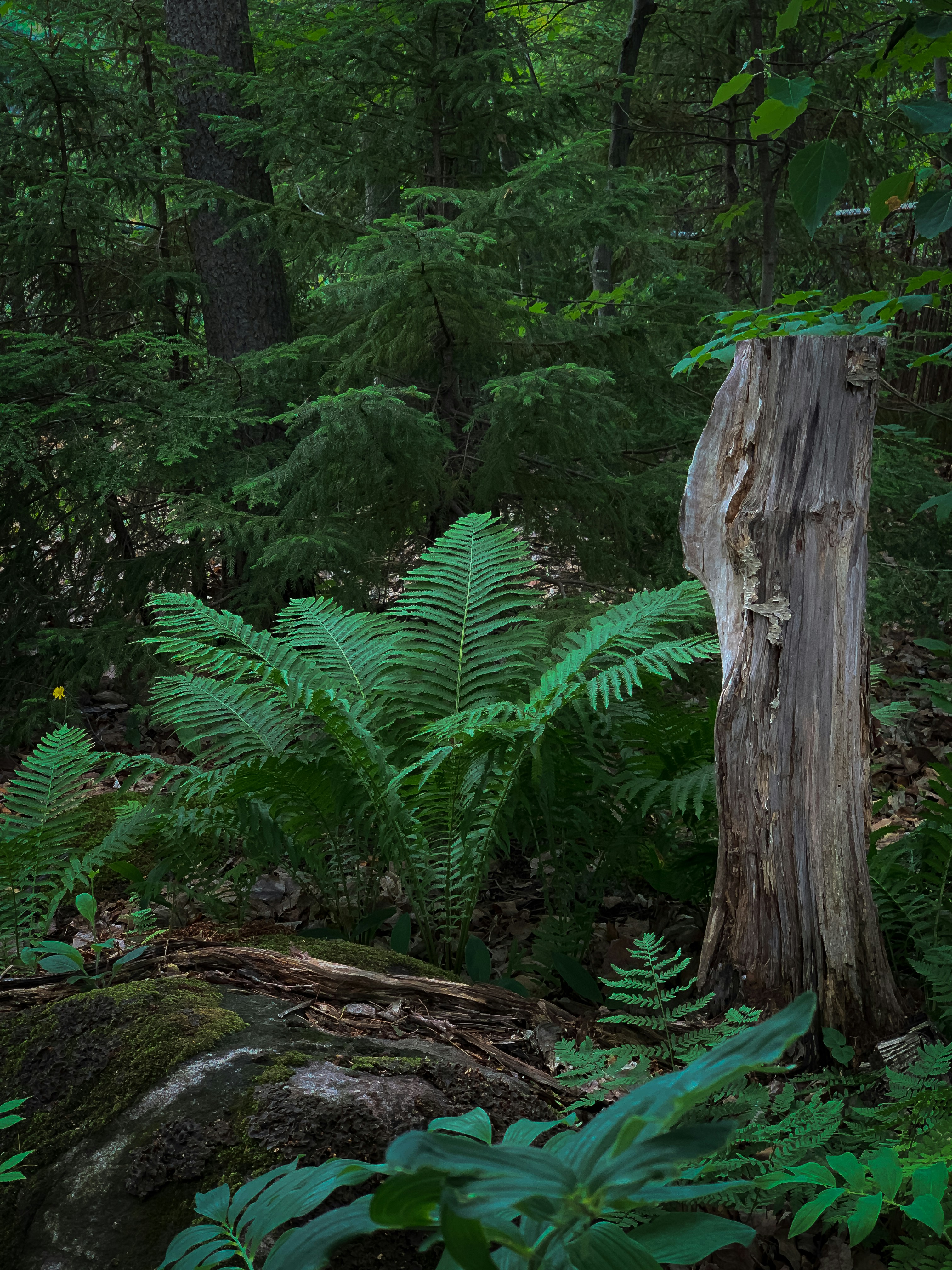 Weathered Stump Among Emerald Ferns: A Quiet Forest Portrait