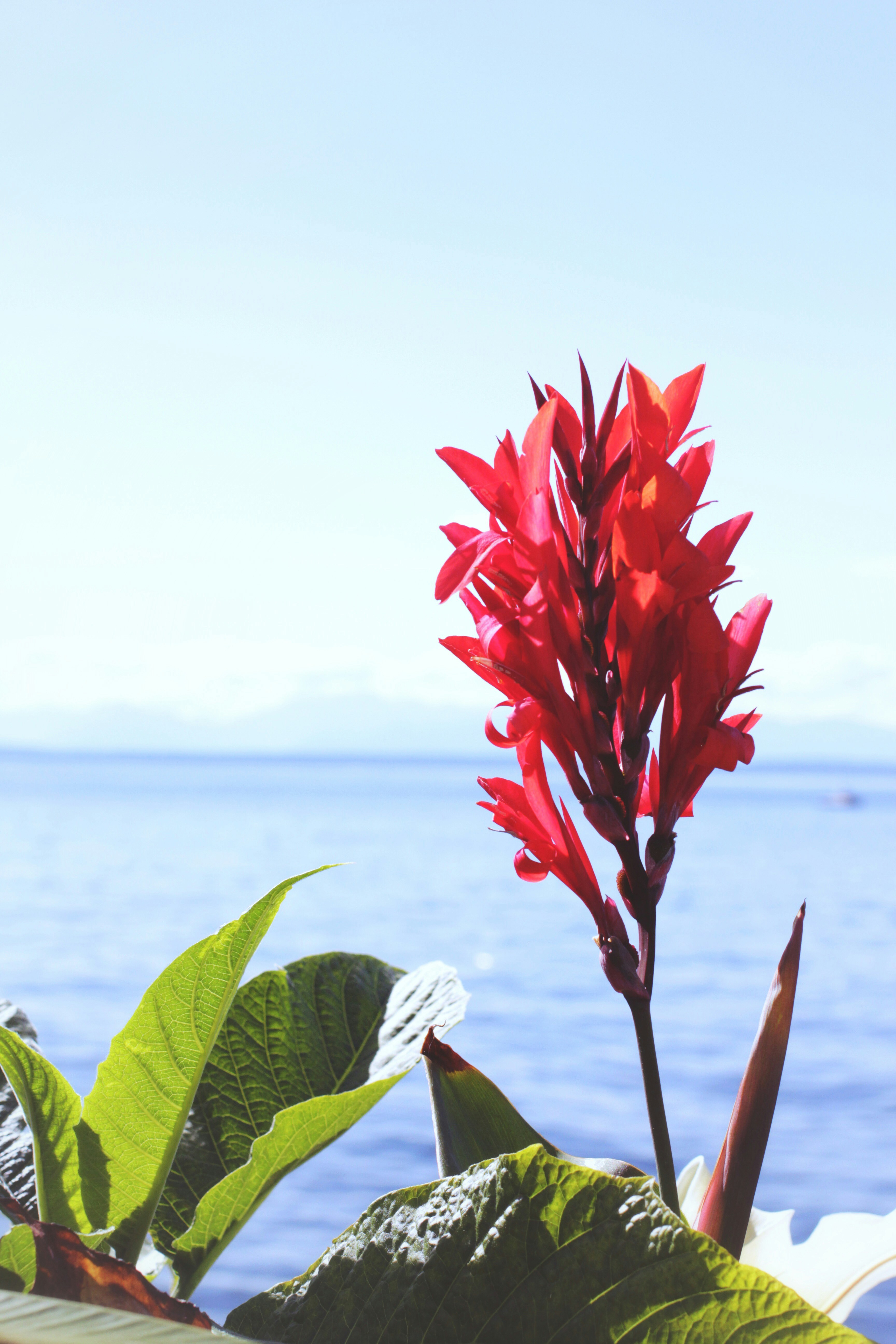 A striking red flower stands tall amidst lush green leaves, framed by a tranquil blue lake and distant mountains.