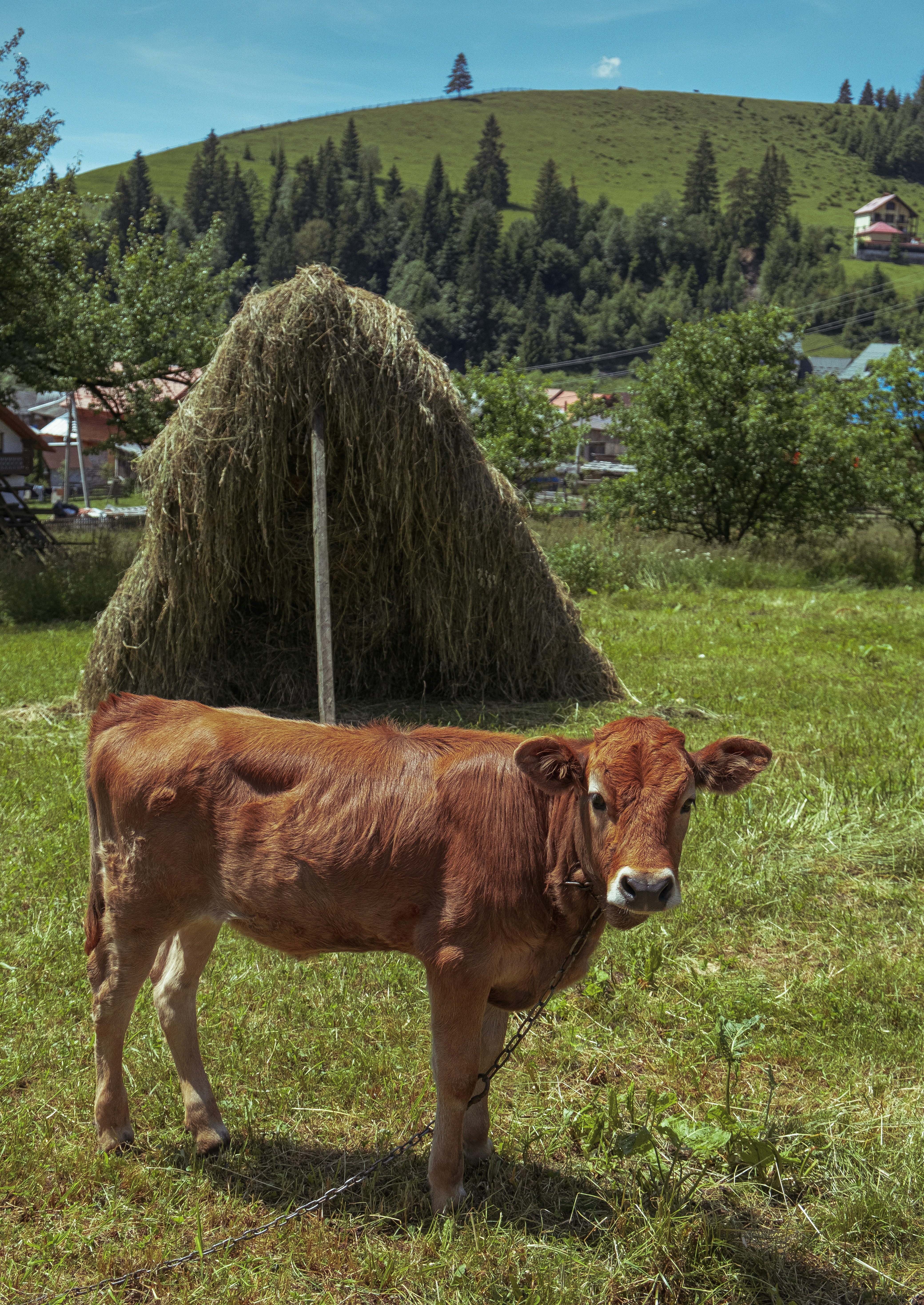 Young brown calf standing on a lush green field with a haystack and hills in the background.