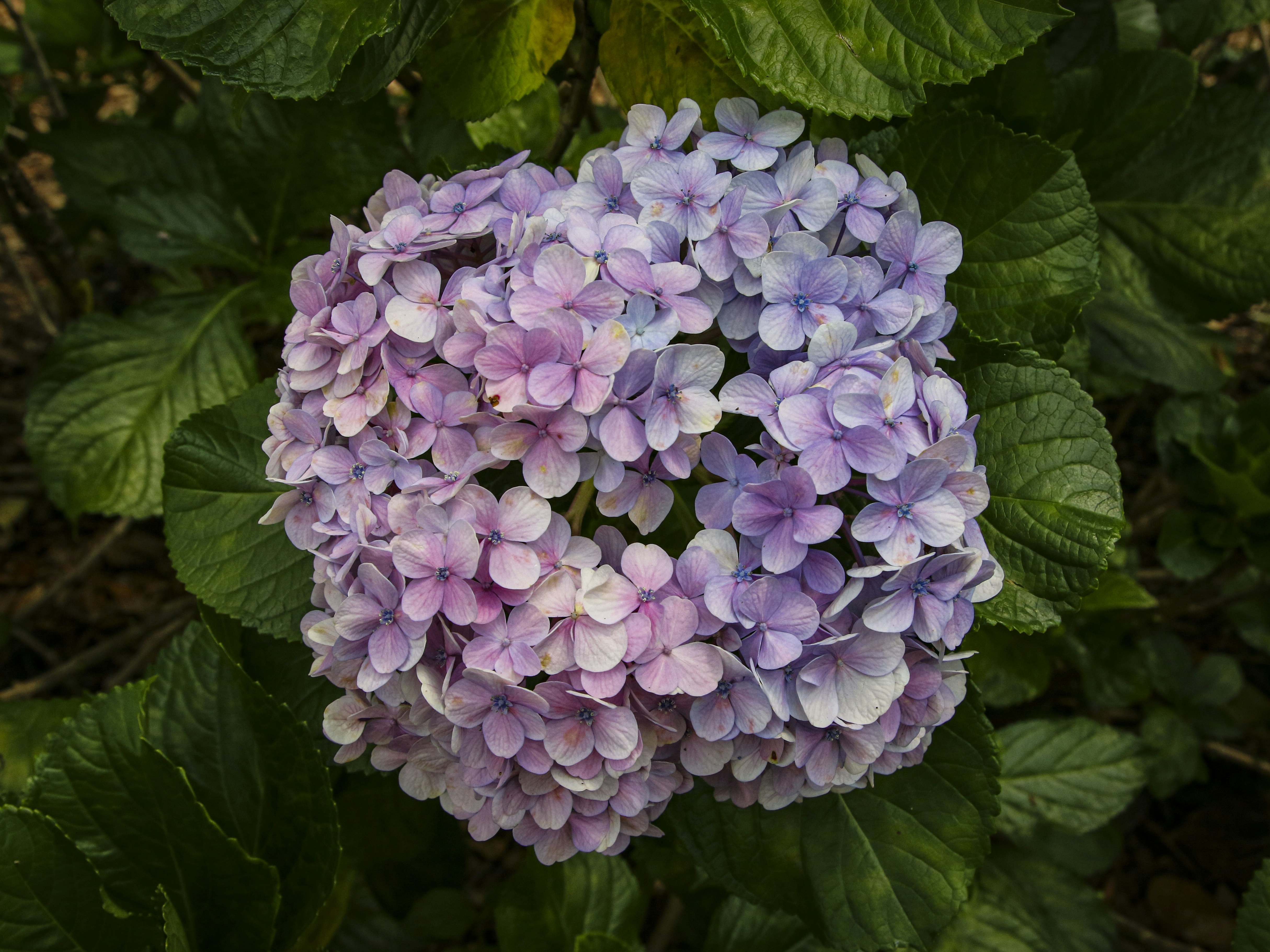 A vibrant cluster of hydrangea blossoms in shades of purple and pink, surrounded by lush green leaves. The flowers showcase delicate petals and intricate details.