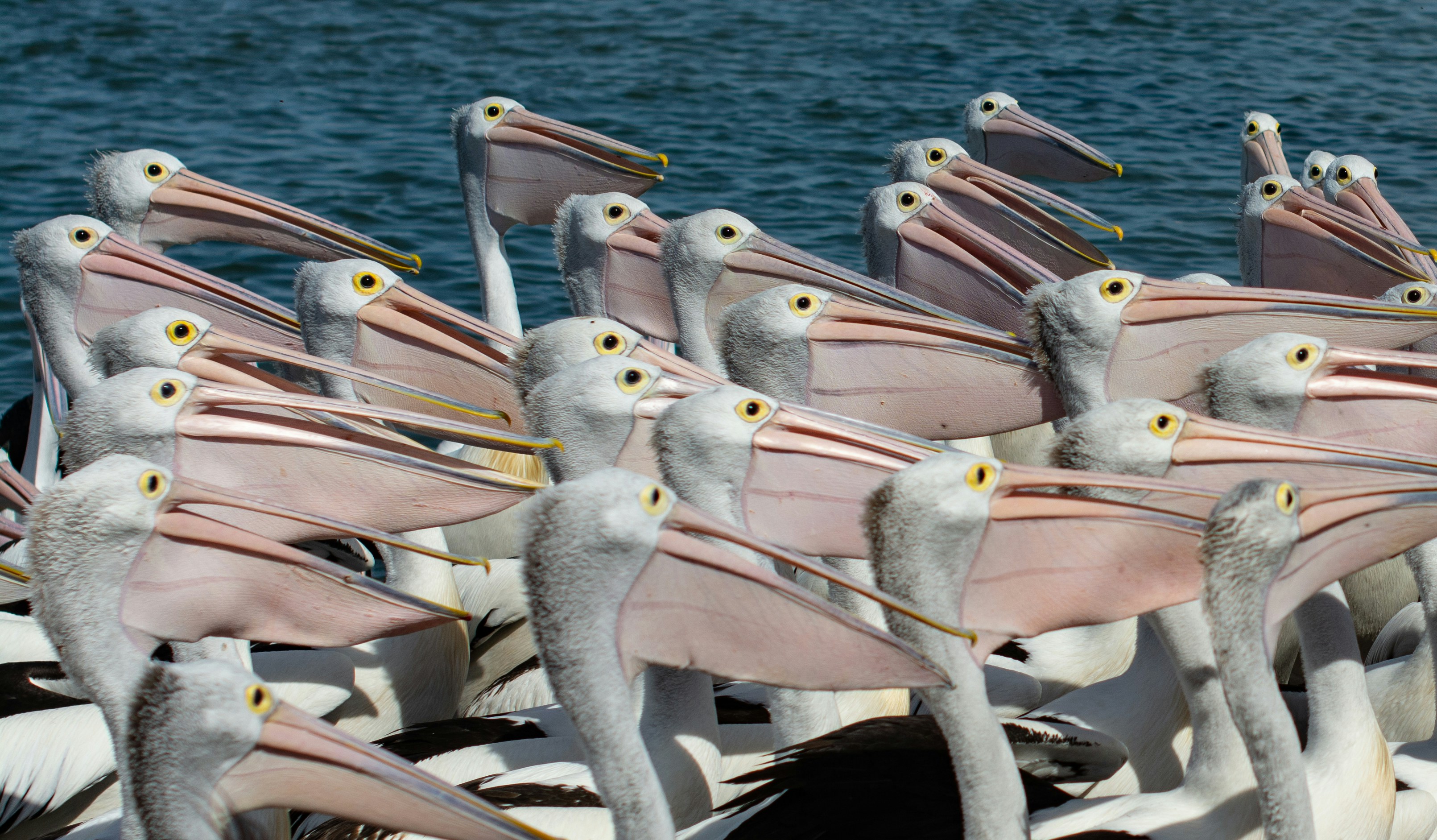 Shoreline Chorus: A Dense Array of Pink-Beaked Pelicans