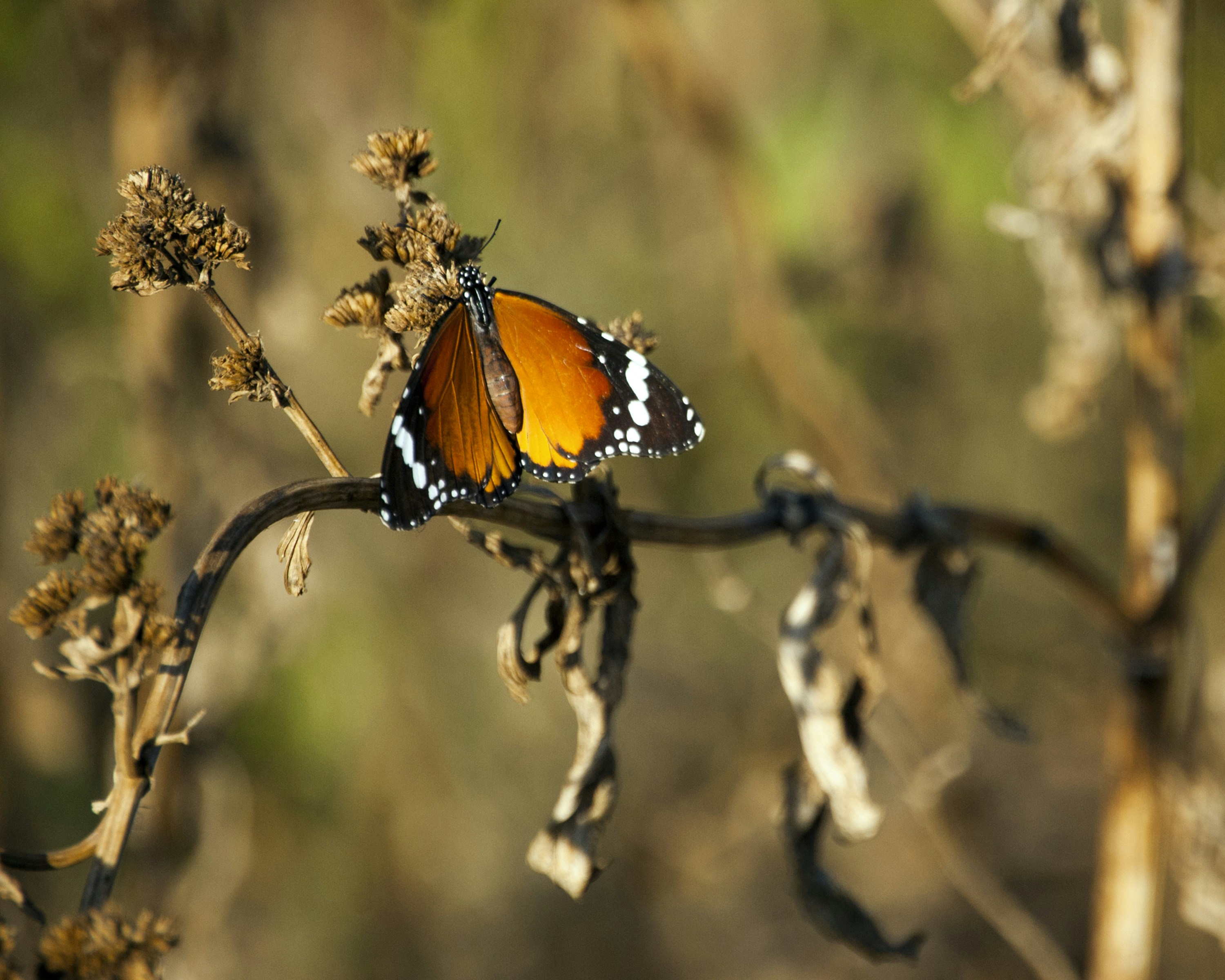 A brilliant orange butterfly rested upon a browned plant in the South African winter.