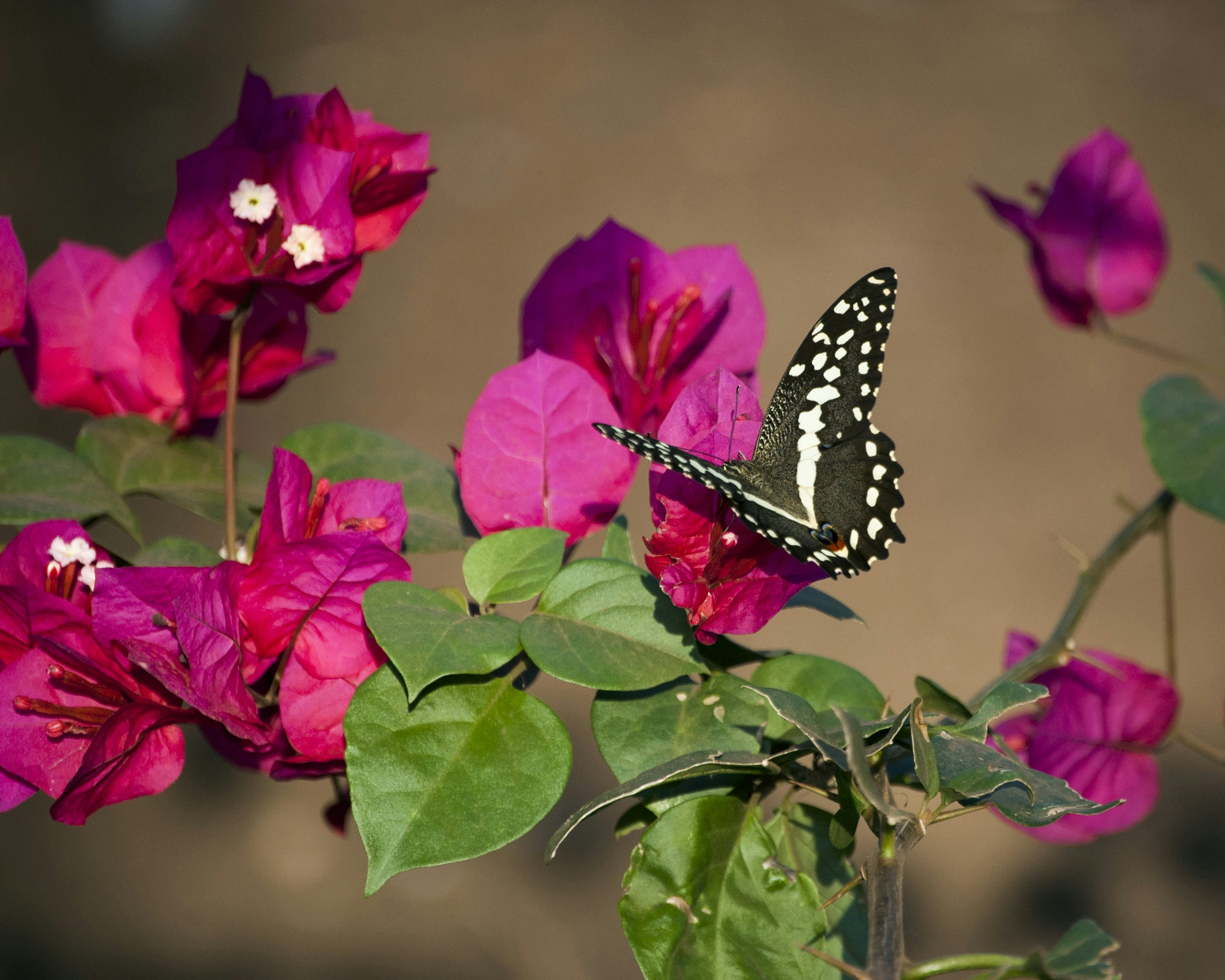 A black and white butterfly lands upon bright pink flowers among the browning grasses of the South African planes.