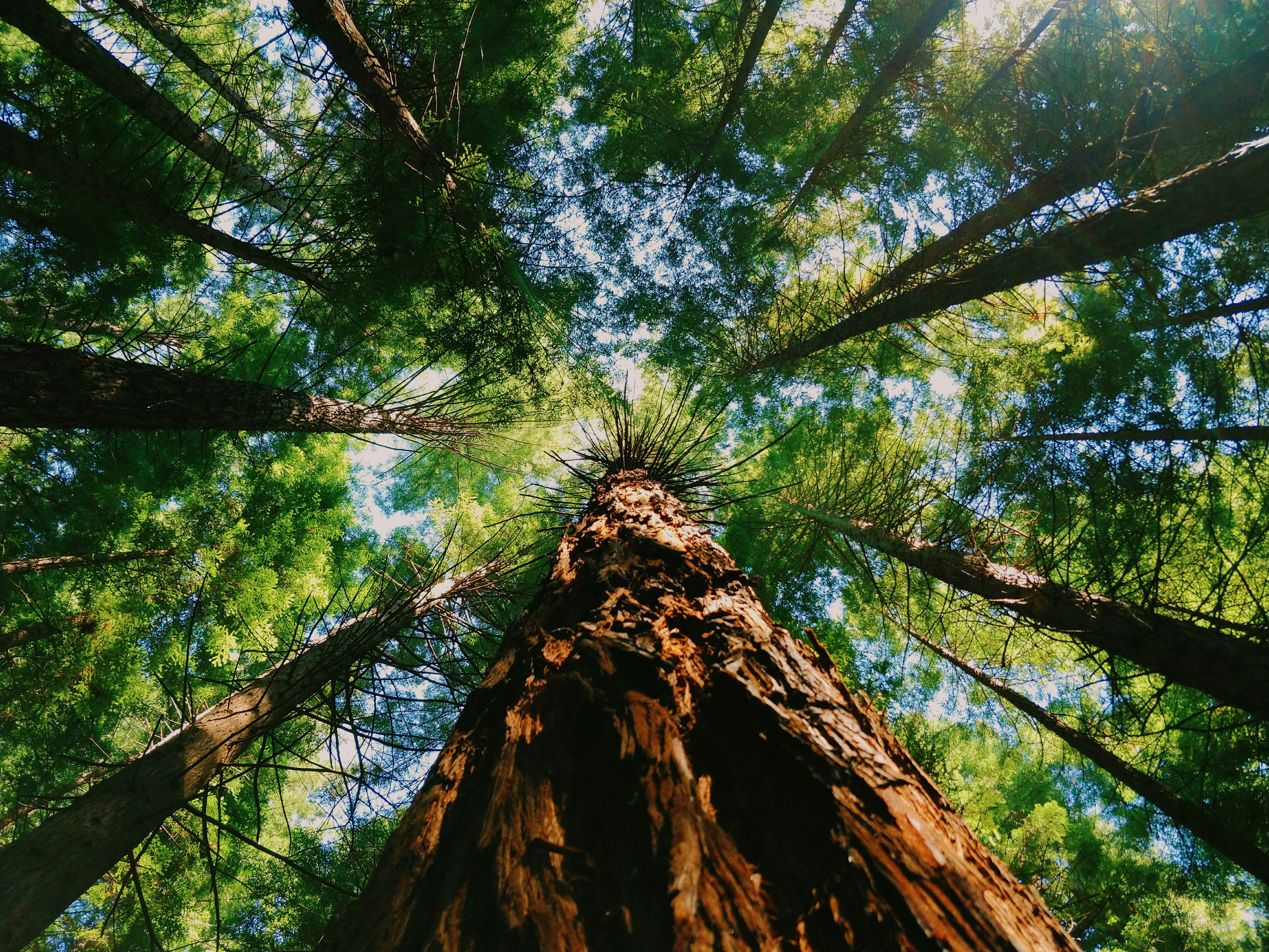 500+ Redwood Tree Pictures [HD] | Download Free Images on Unsplash