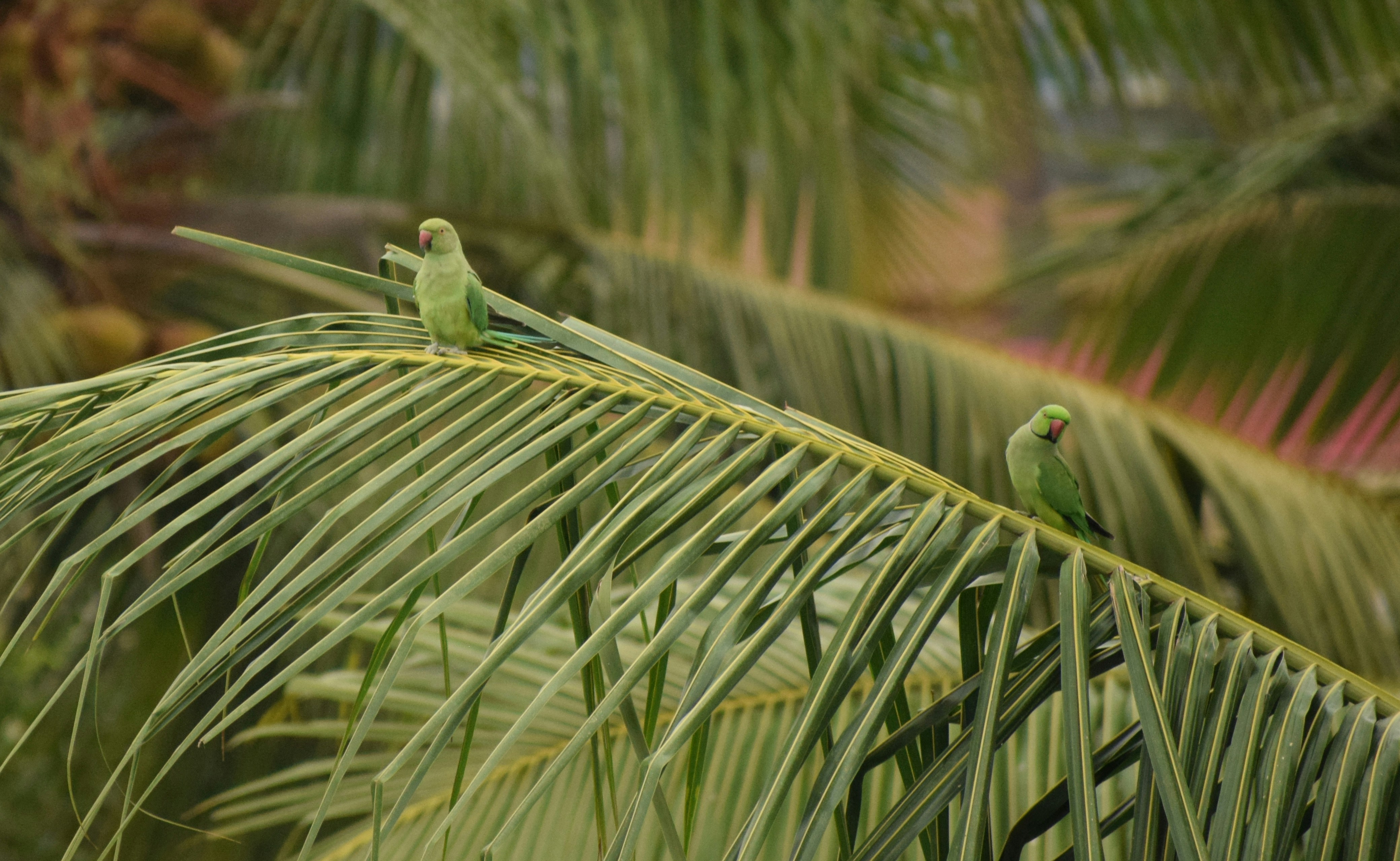 Two green parrots perched on a vibrant palm frond, surrounded by lush foliage.
