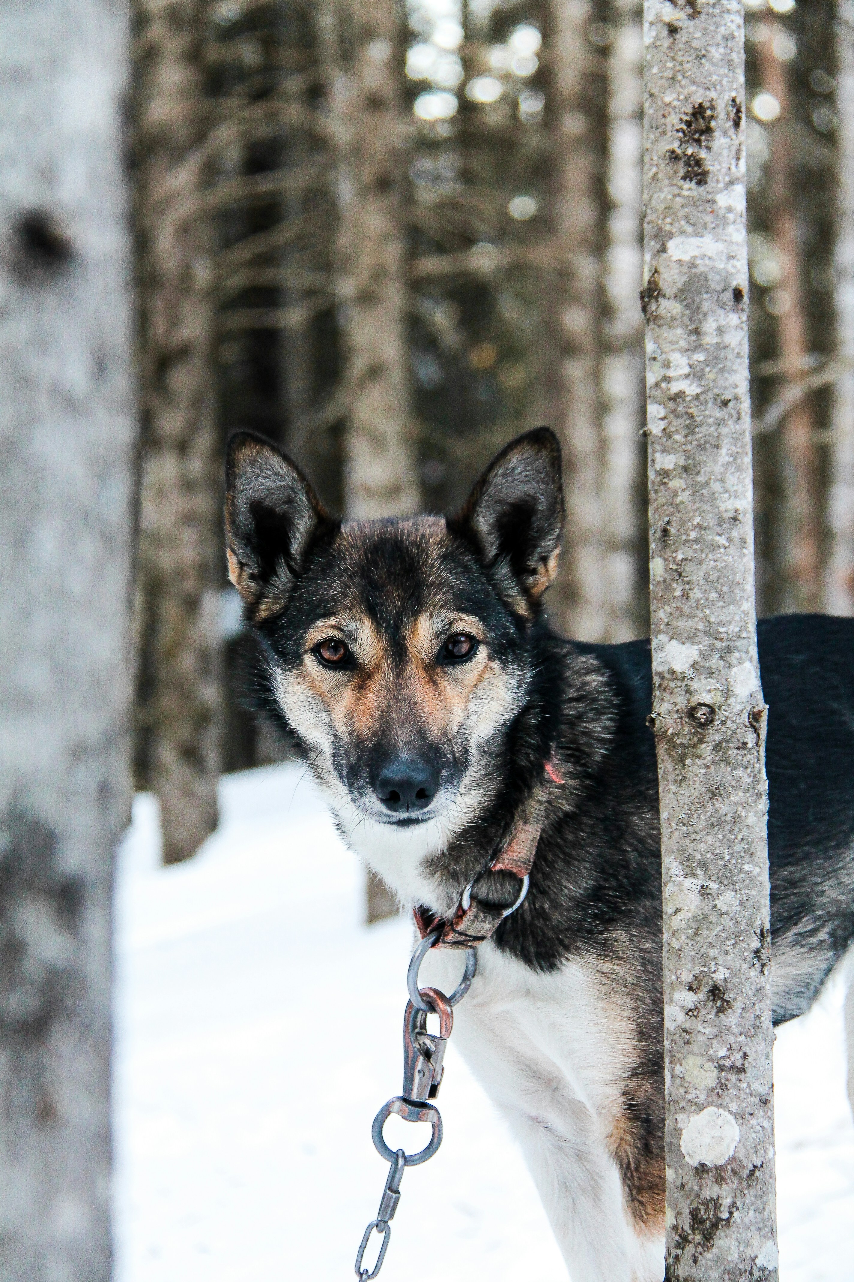 A dog stands alert between two trees in a snowy forest, showcasing its keen expression and surroundings. The scene captures the essence of tranquility and vigilance in nature.