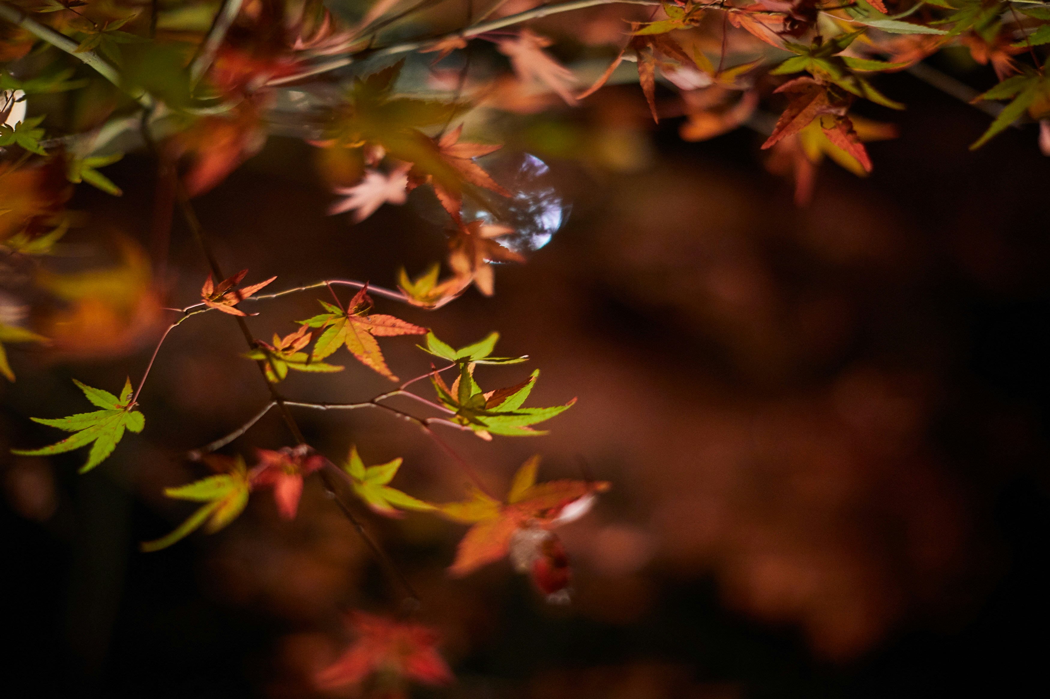 Green and red leaves in tilt shift lens photo – Free Japan Image on ...