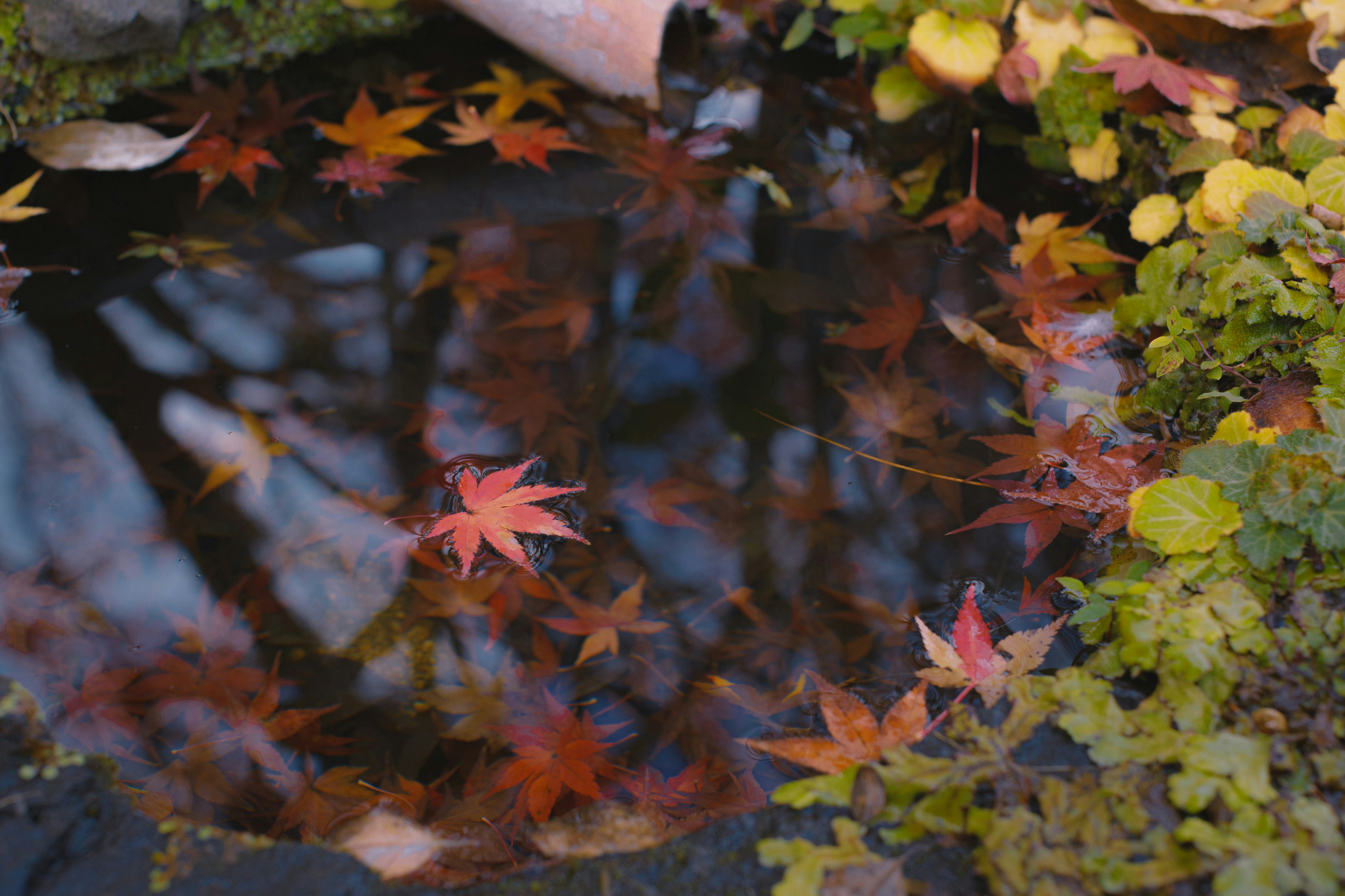 Crimson Maple Leaf Drifting Across a Quiet Autumn Pool