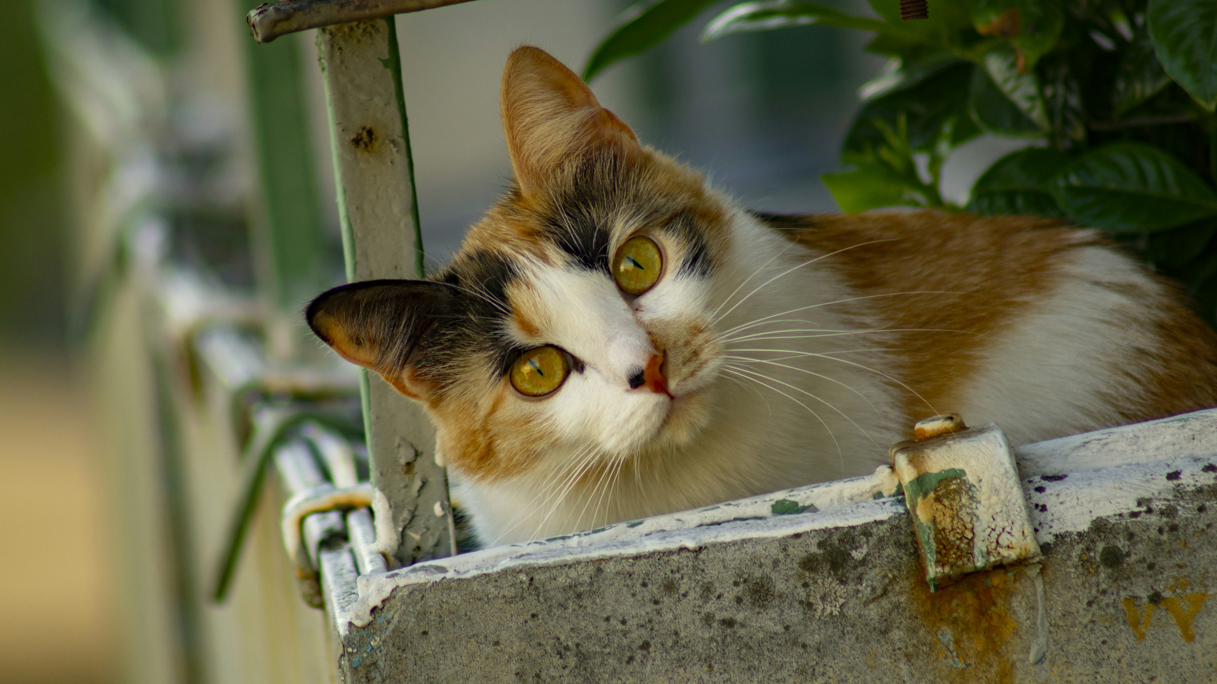 Calico cat perched on a gray concrete wall with greenery in the background.