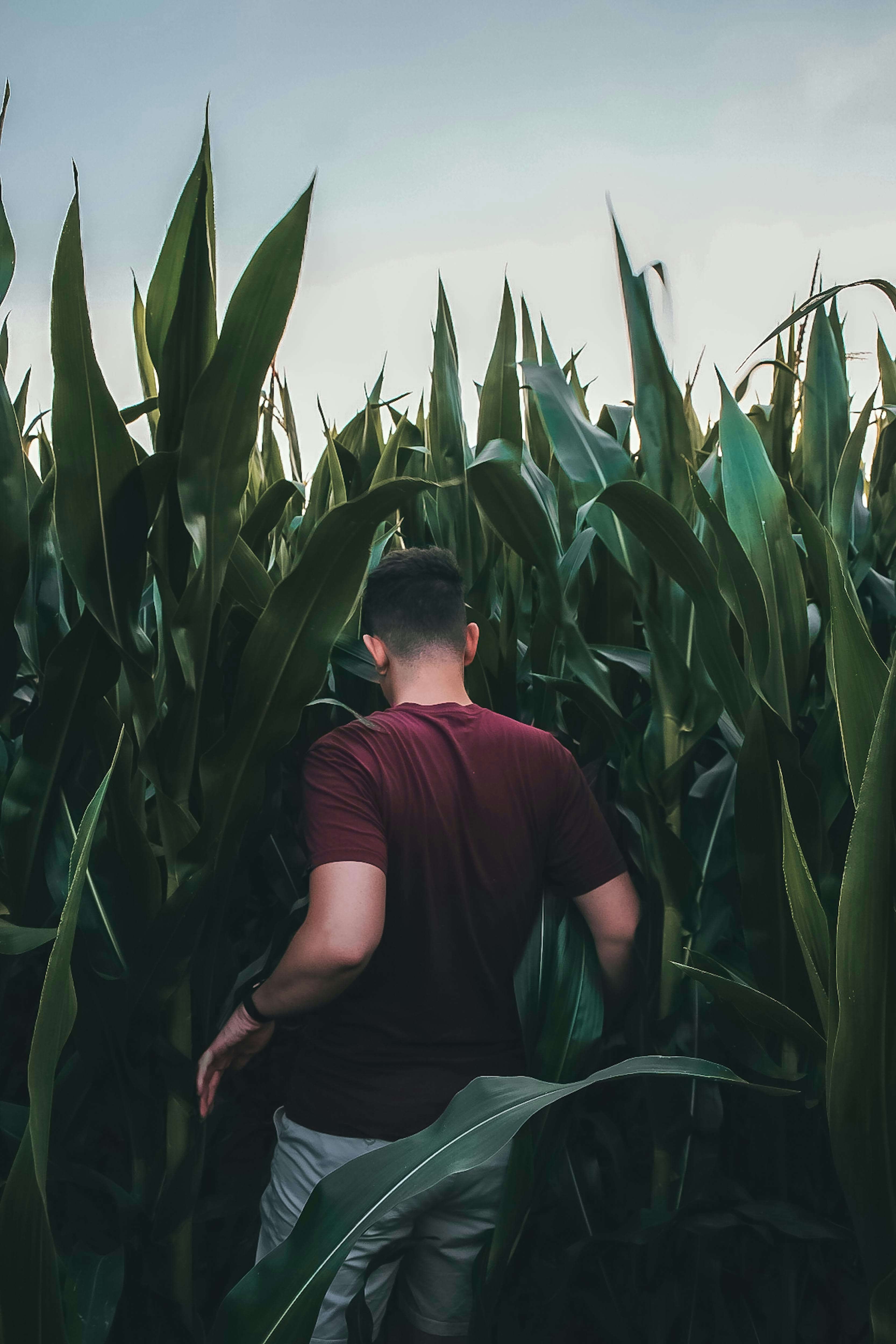 Through the Green Corridor: A Quiet Walk Among Tall Corn